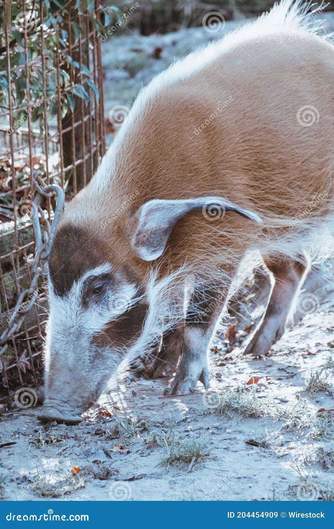 Vertical Shot of Brushed Ear Pig Eating on a Pig Pen Stock Image ...