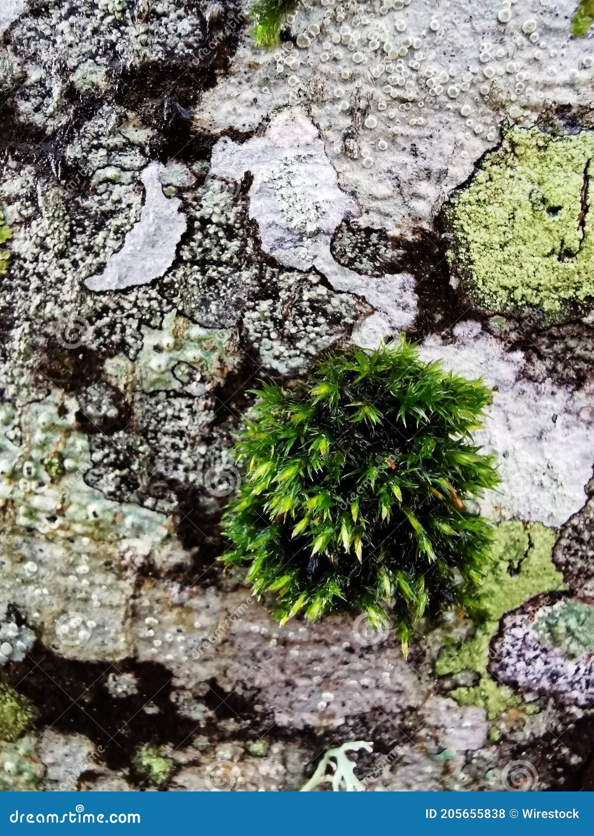 Vertical Shot of Bryopsida Class Moss Growing on the Tree Stock Photo ...
