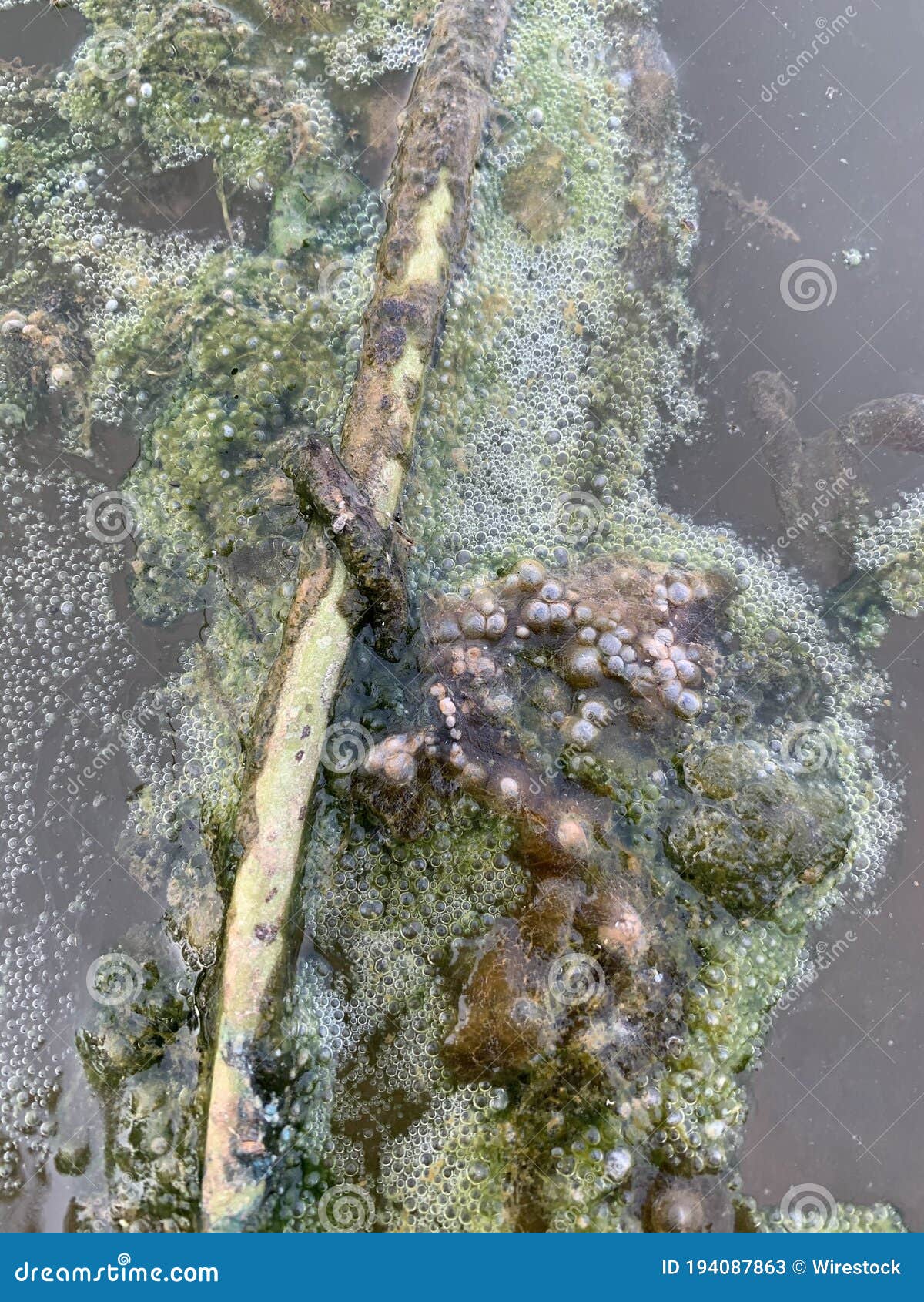 Vertical Shot of Bubbles on Swamp Water Surface Stock Image - Image of ...