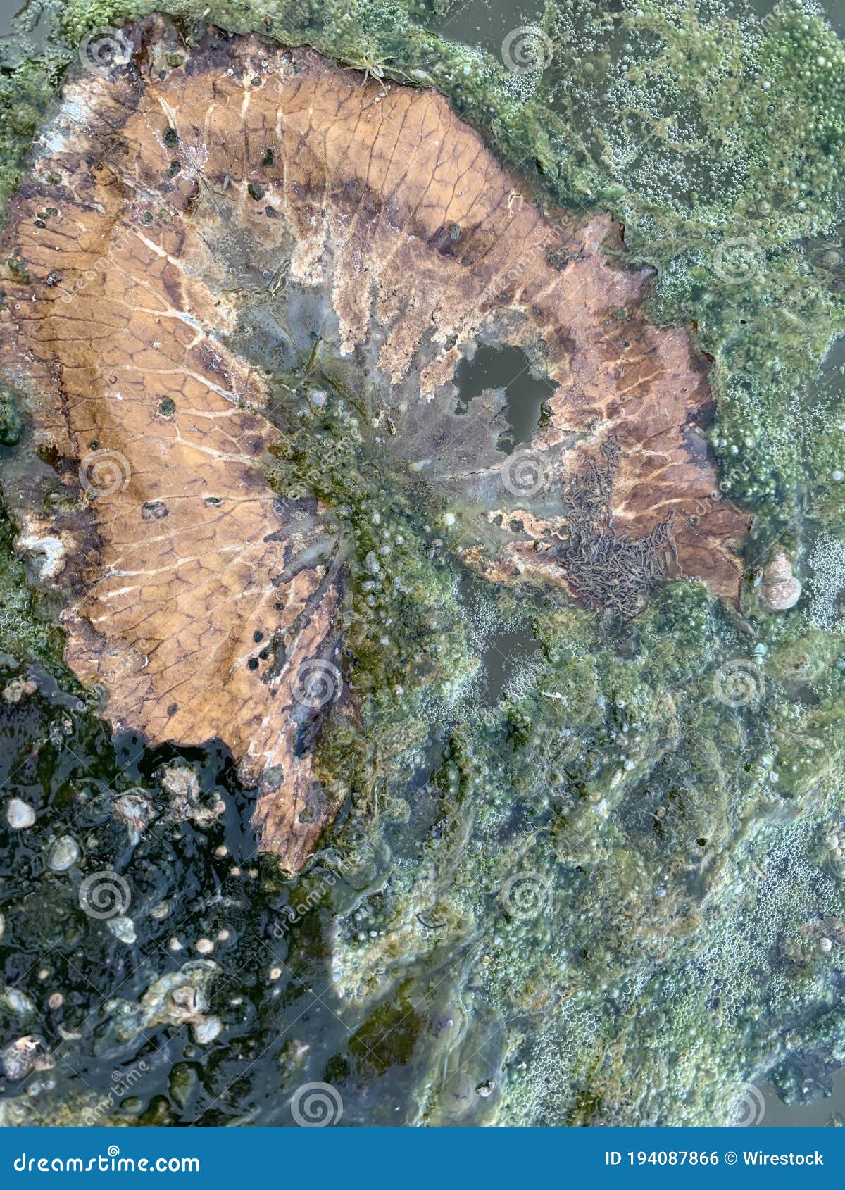 Vertical Shot of Bubbles on Swamp Water Surface Stock Photo - Image of ...