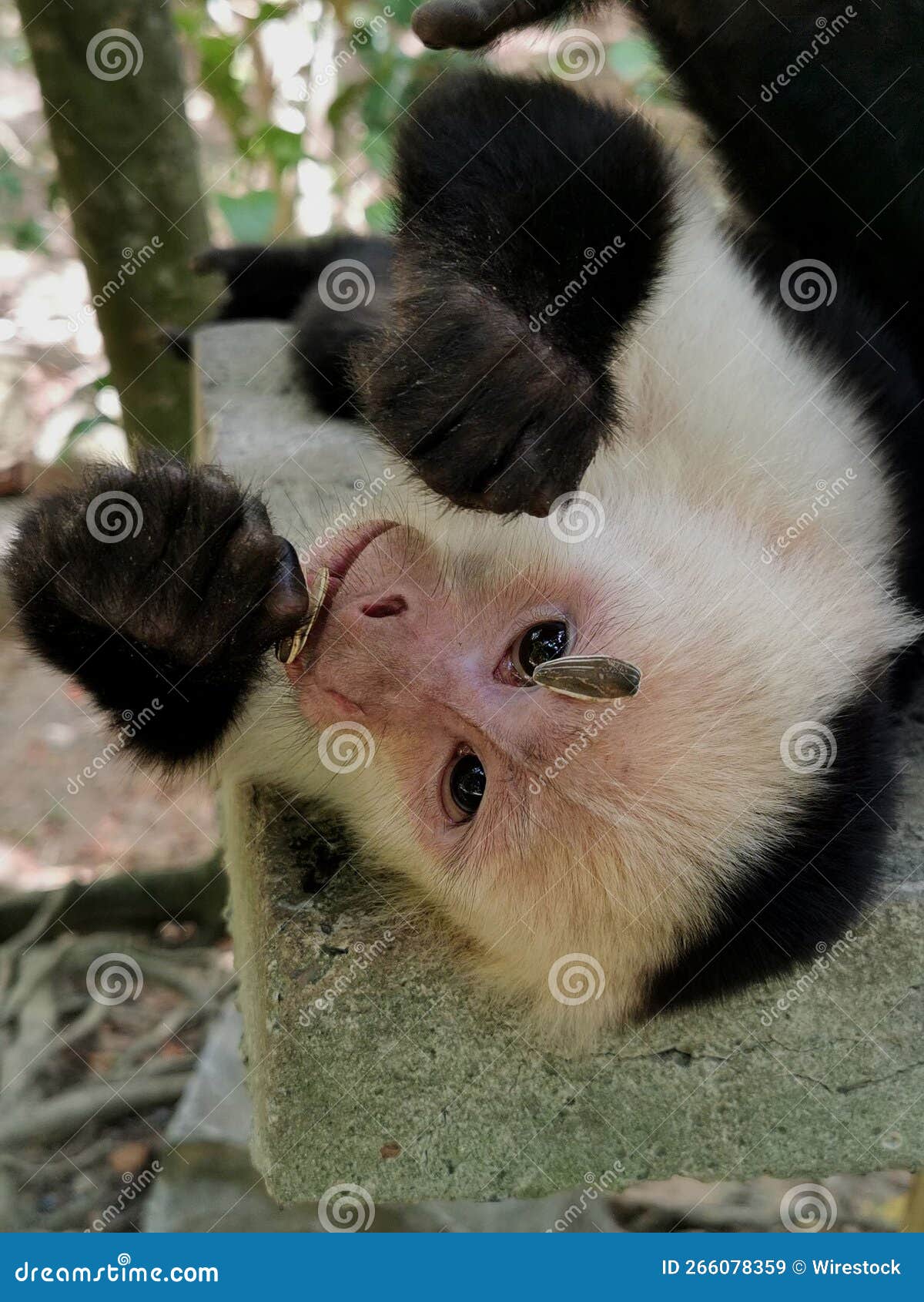 Vertical Shot of a Bug on a Cebus Monkey S Head Hanging from a Tree ...