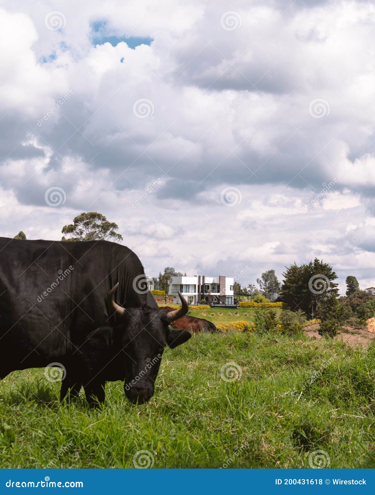 Vertical Shot of a Bull in a Large Field with a Modern House in the ...