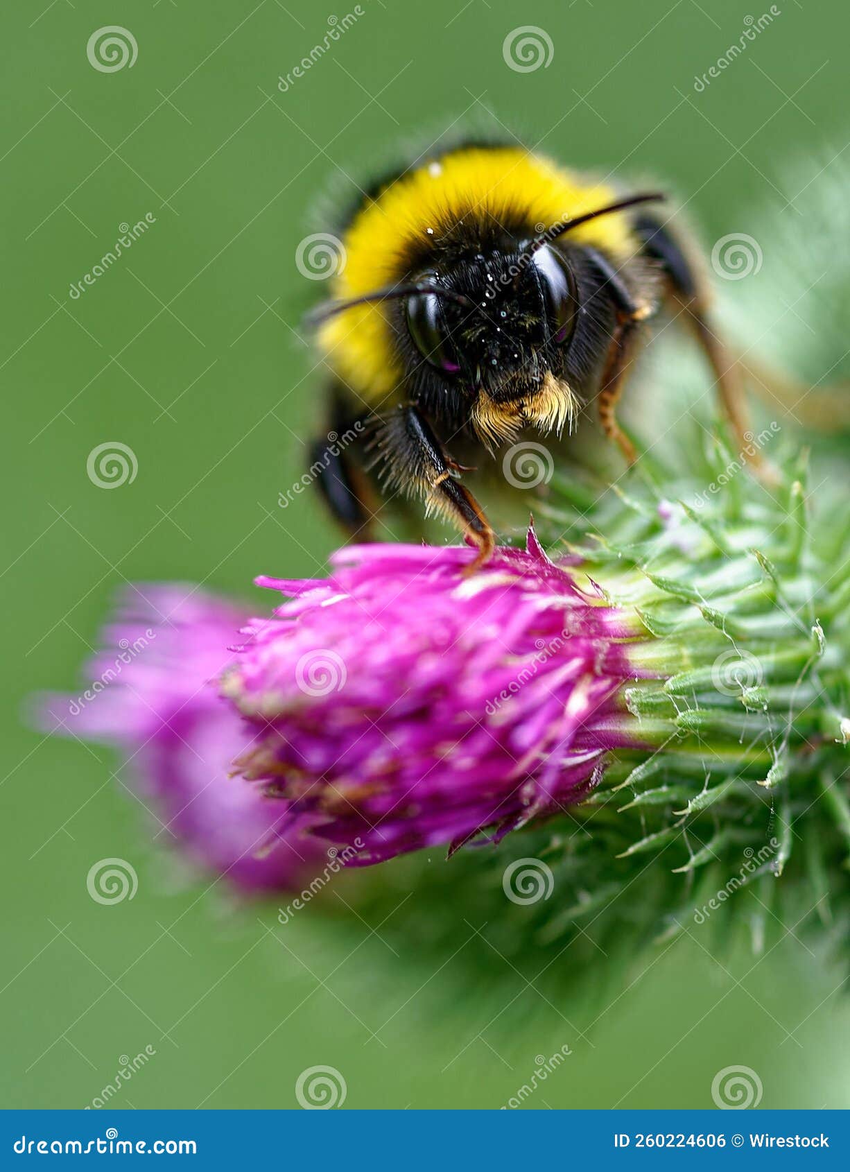 Vertical Shot of a Bumblebee on a Thistle Blossom Stock Photo - Image ... Vertical Shot of a Bumblebee on a Thistle Blossom Stock Photo - Image ...