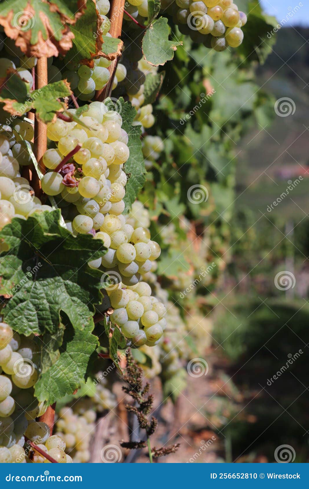 Vertical Shot of a Bunch of Green Grapes on Vine with Green Leaves ...