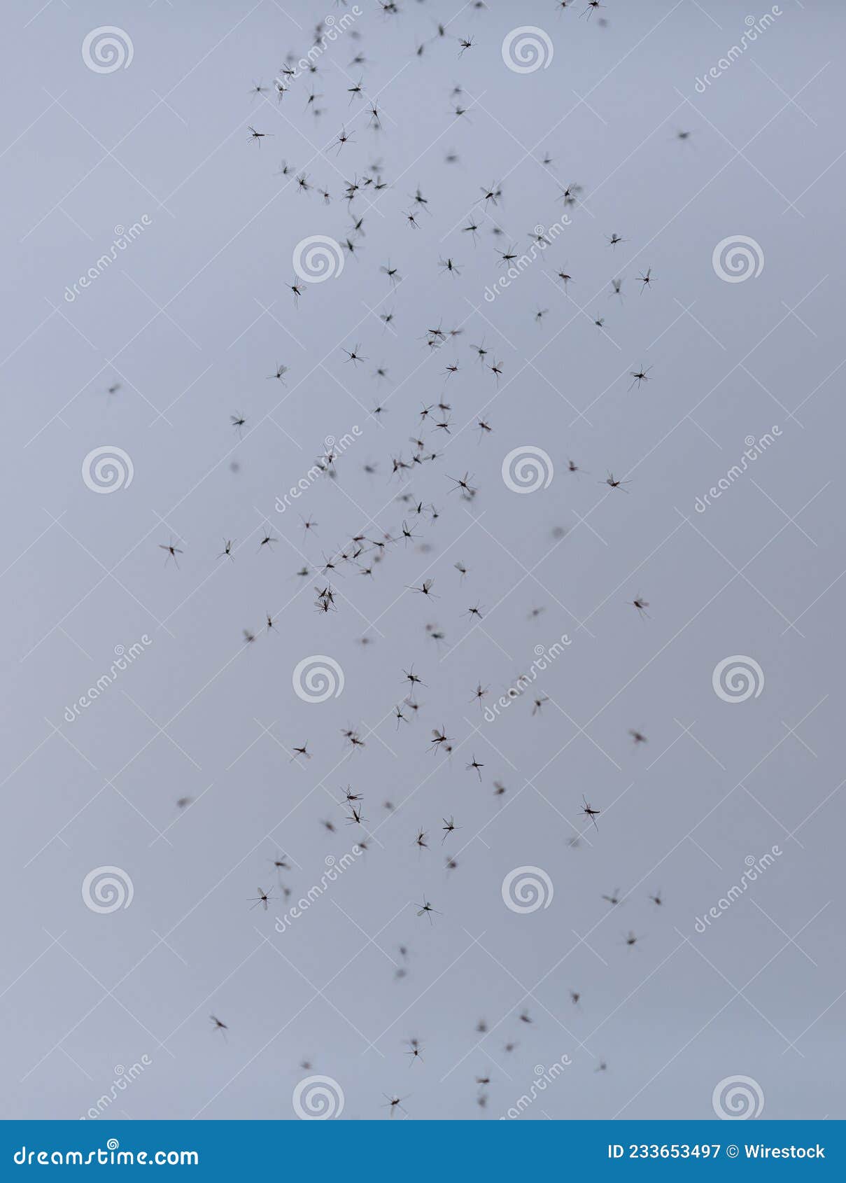 Vertical Shot of a Bunch of Small Bugs on a Blue Background Stock Image ...