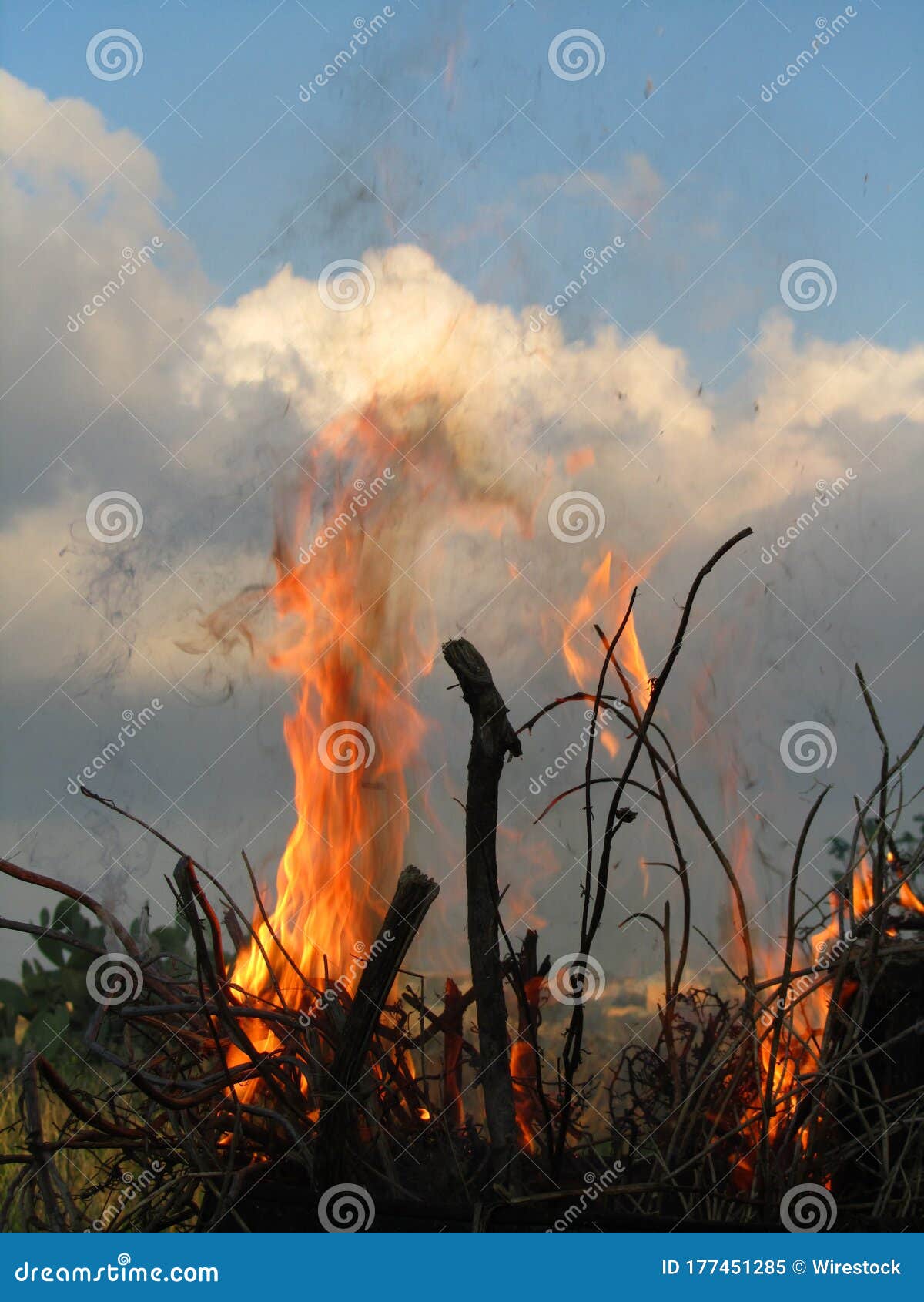 Vertical Shot of Burning Dry Leaf Litter in Malta Stock Image - Image ...