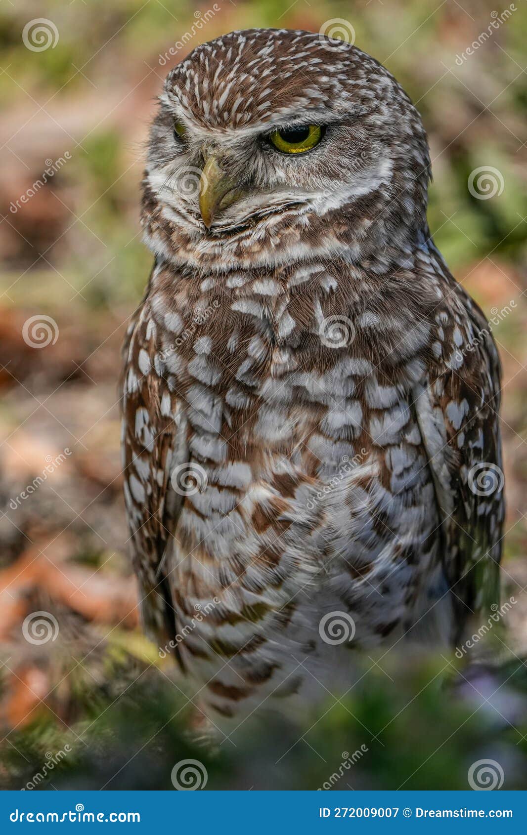 Vertical Shot of a Burrowing Owl Closeup Stock Image - Image of ...