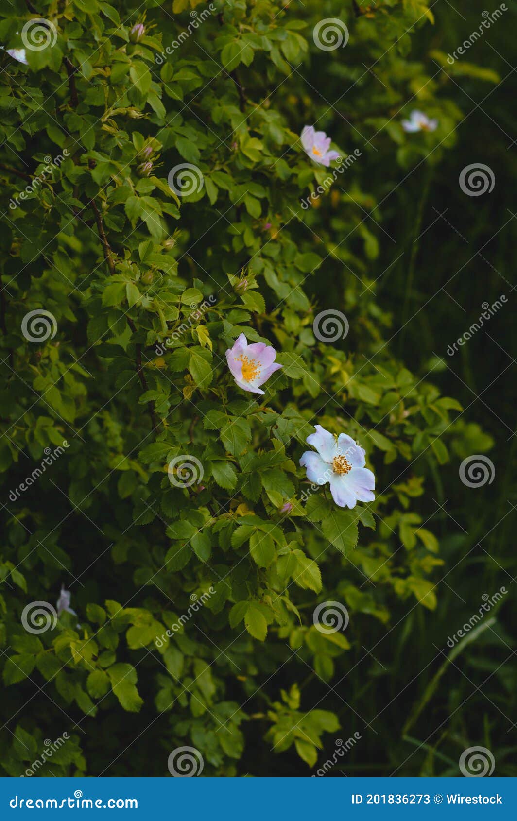 Vertical Shot of a Bush of Musk Rose Stock Image - Image of plant ...