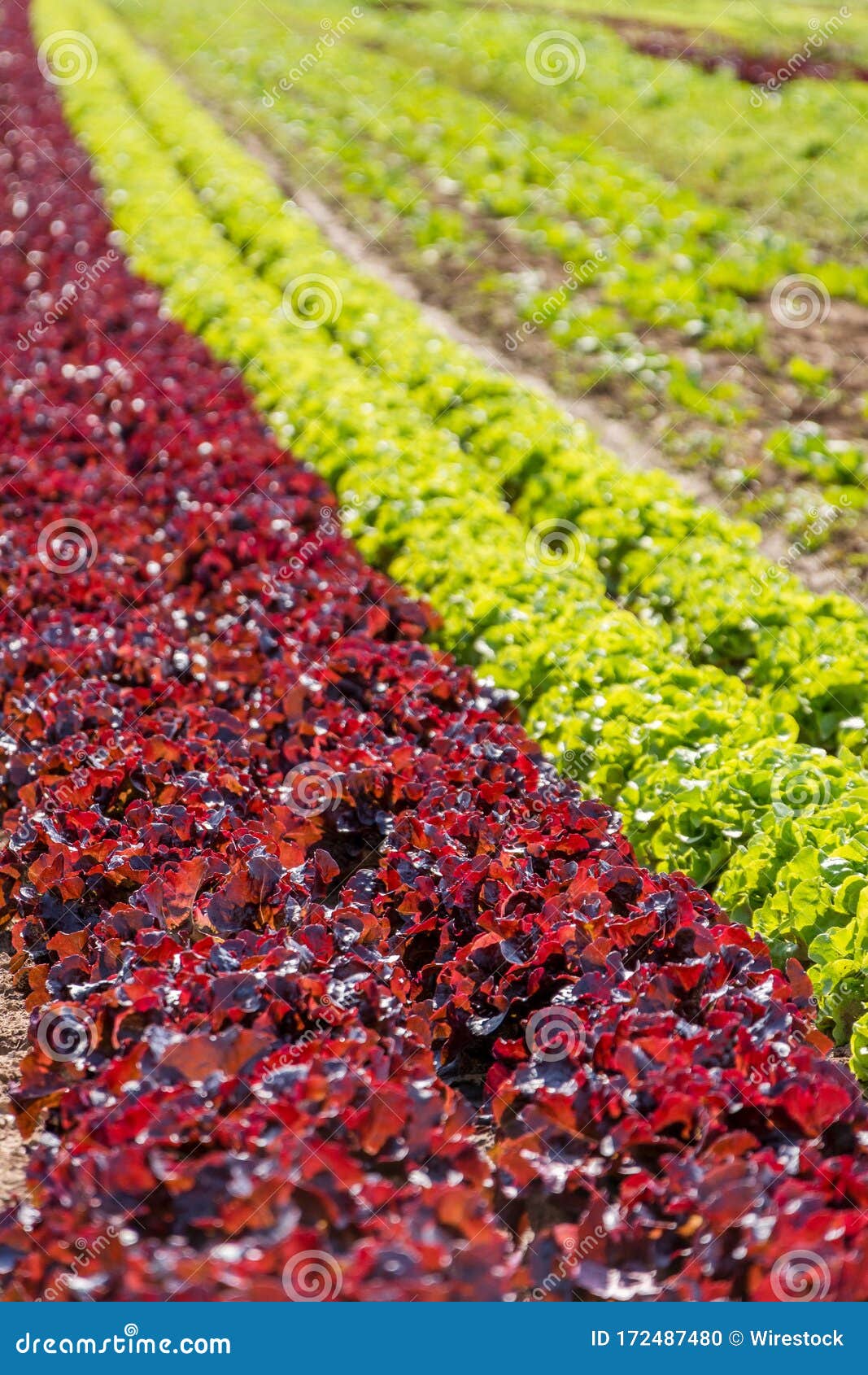 Vertical Shot of a Cabbage Farm at Daytime Stock Photo - Image of grow ...
