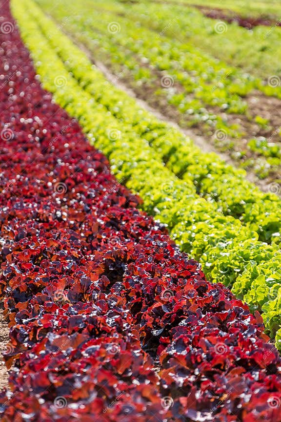 Vertical Shot of a Cabbage Farm at Daytime Stock Photo - Image of grow ...