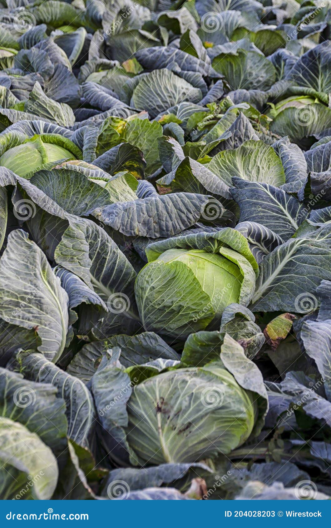 Vertical Shot of Cabbage Growing in the Garden Stock Image - Image of ...