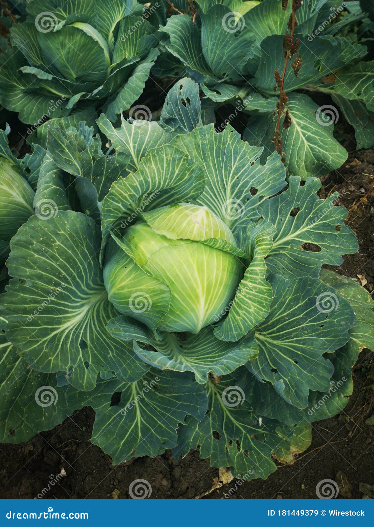 Vertical Shot of a Cabbage Plant in the Field Stock Image - Image of ...