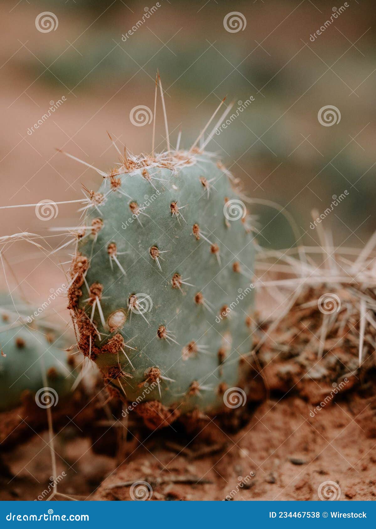 Vertical Shot of a Cactus Growing on a Ground Stock Photo - Image of ...