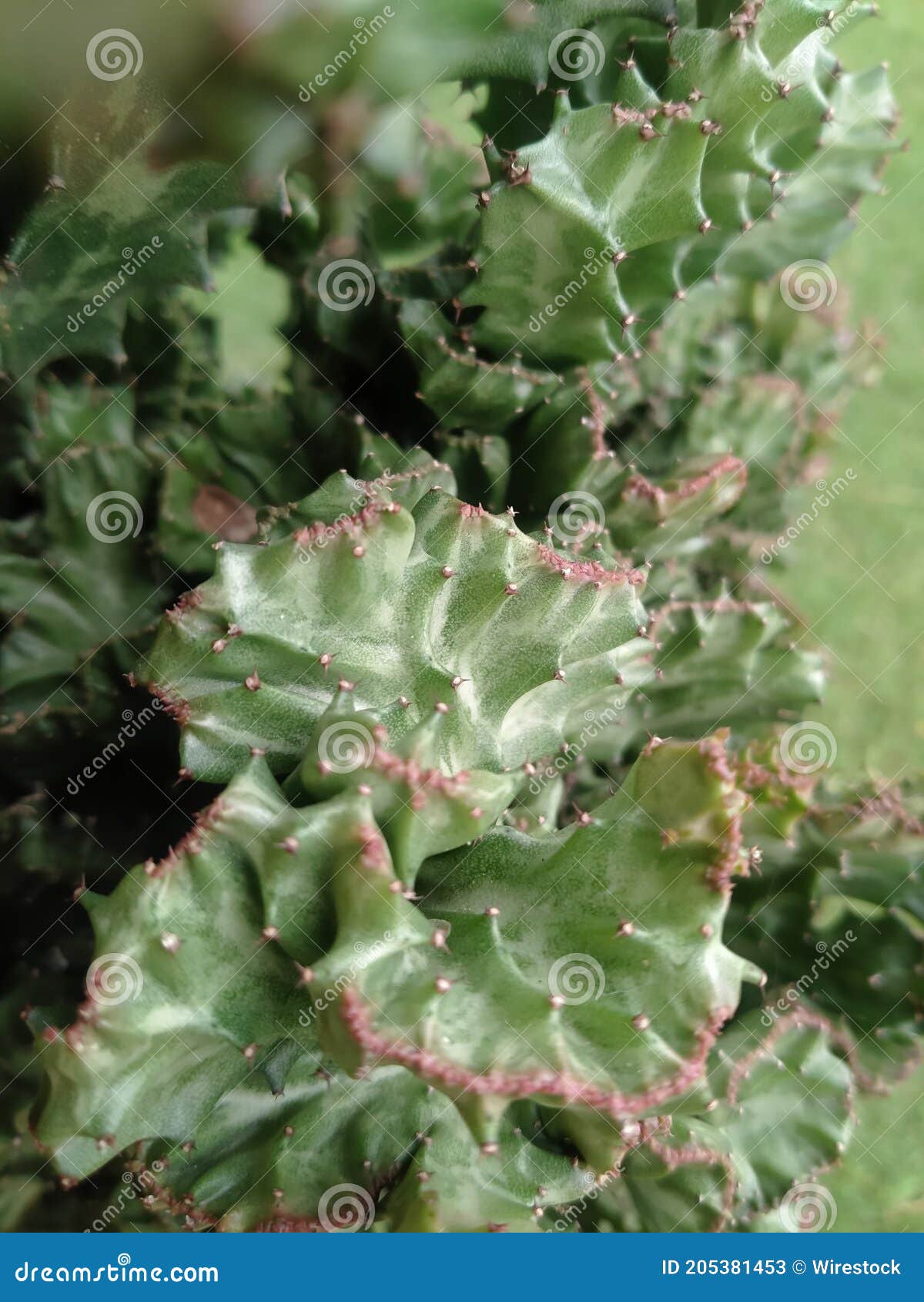 Vertical Shot of a Cactus Plant in a Garden Stock Image - Image of ...