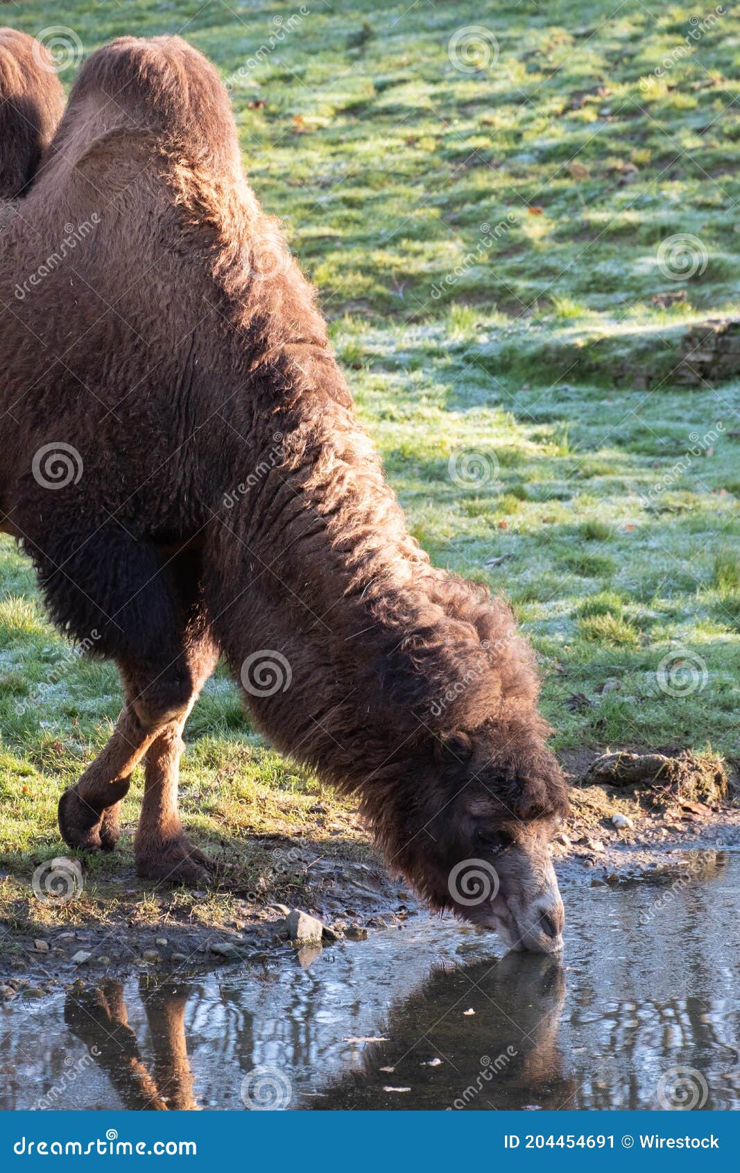 Vertical Shot of Camel Drinking Water on a Farm Stock Image - Image of ...