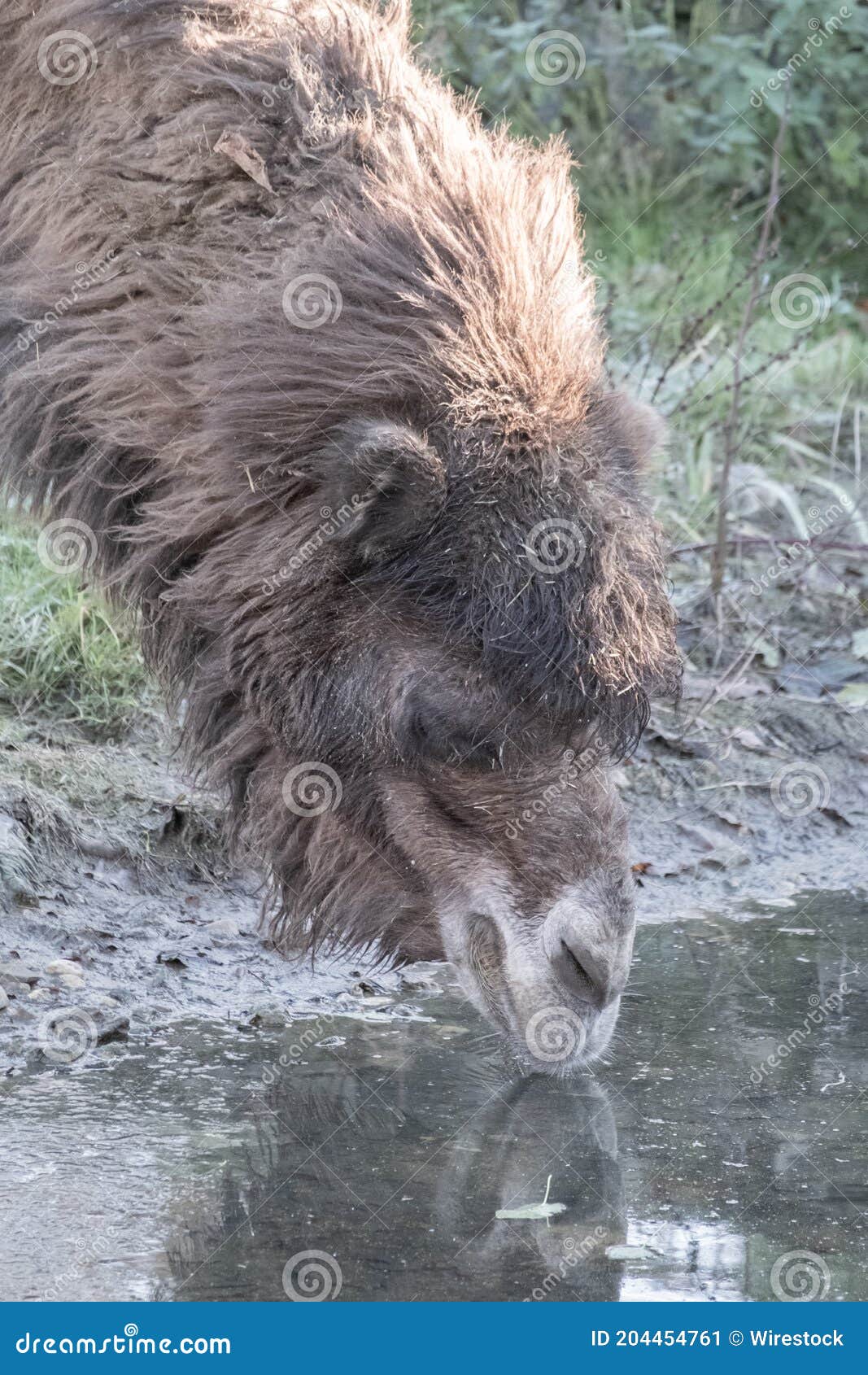 Vertical Shot of Camel Drinking Water on a Farm Stock Image - Image of ...