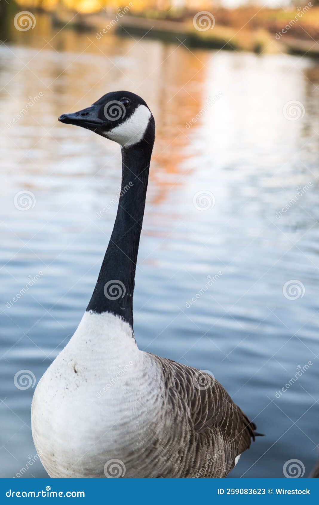 Vertical Shot of a Canadian Goose Wading in a Pond Stock Image - Image ...