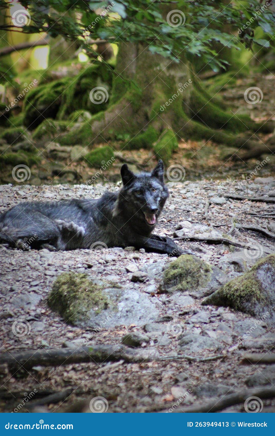 Vertical Shot of a Canadian Wolf Stock Image - Image of natural ...