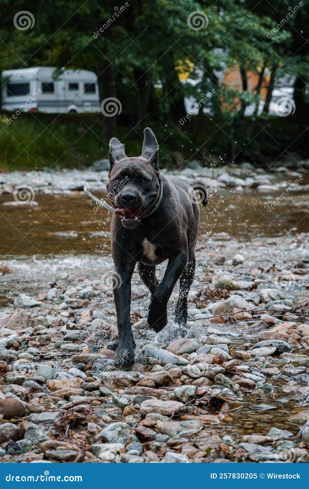 Vertical Shot of a Cane Corso Running in a Park Stock Image - Image of ...