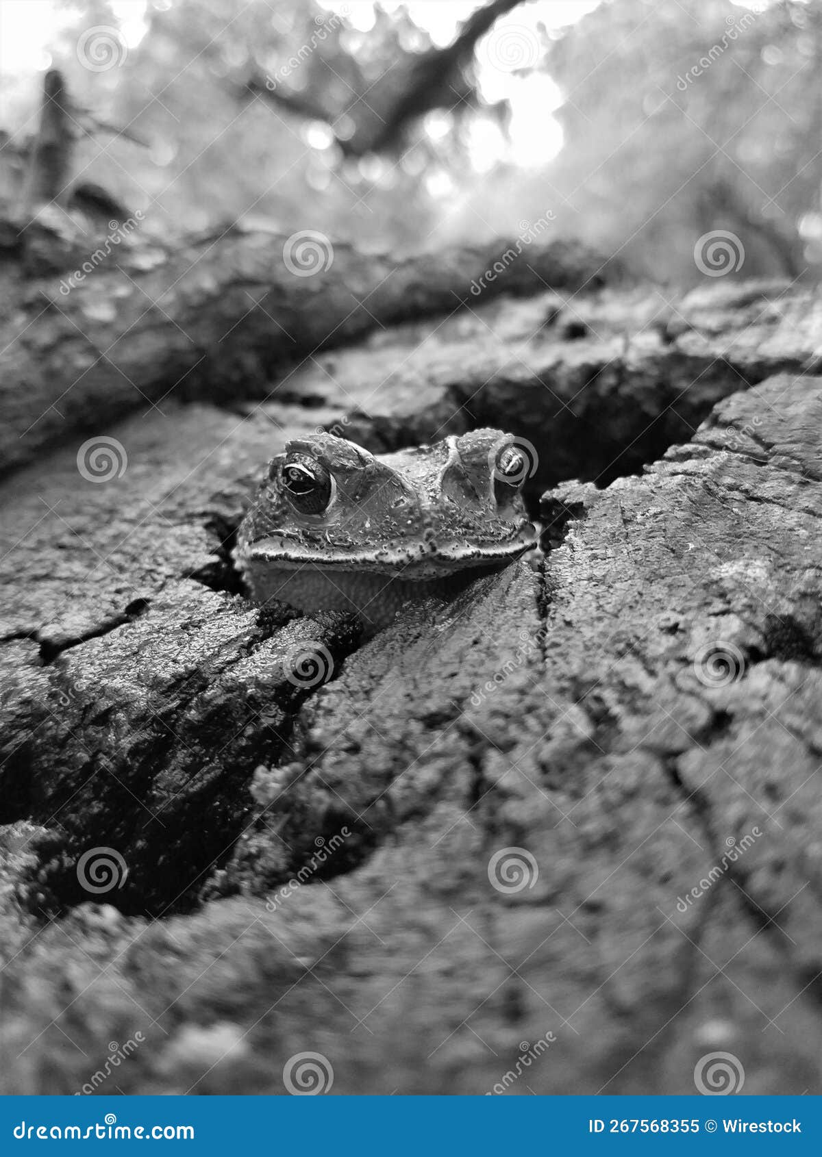 Vertical Shot of a Cane Toad in the Hole in Black and White Stock Image ...