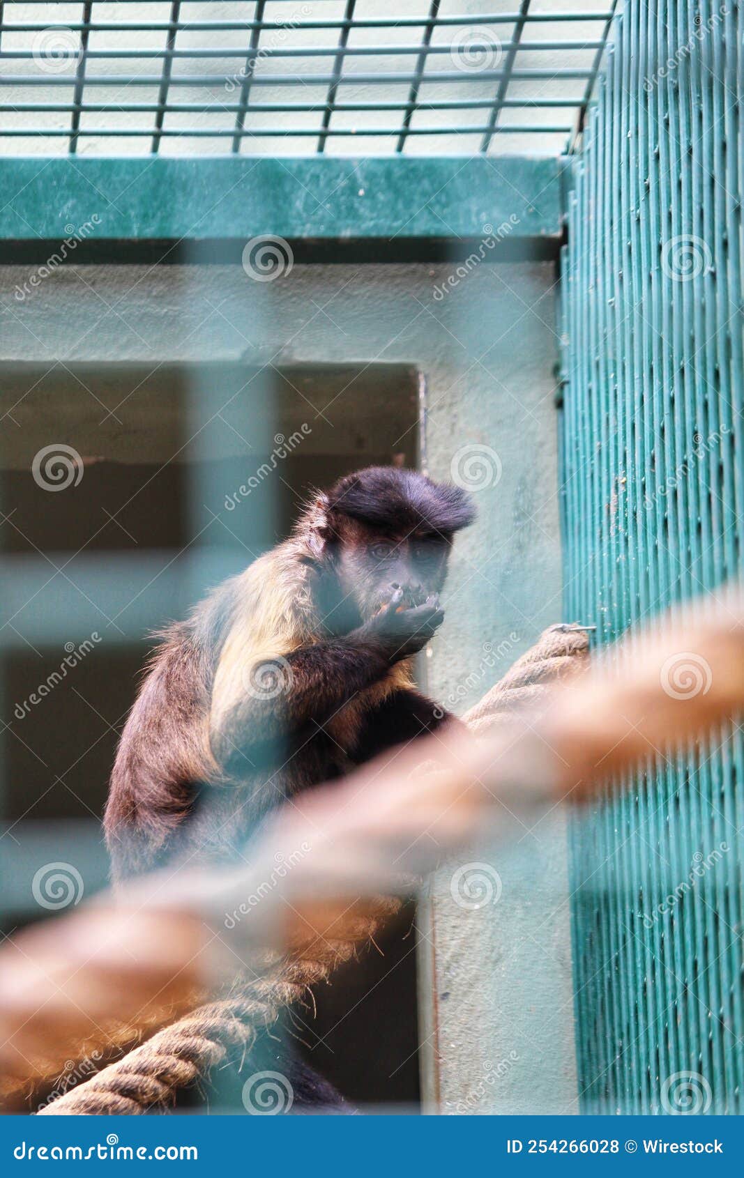 Vertical Shot of a Capuchin Monkey in the Zoo Stock Photo - Image of ...