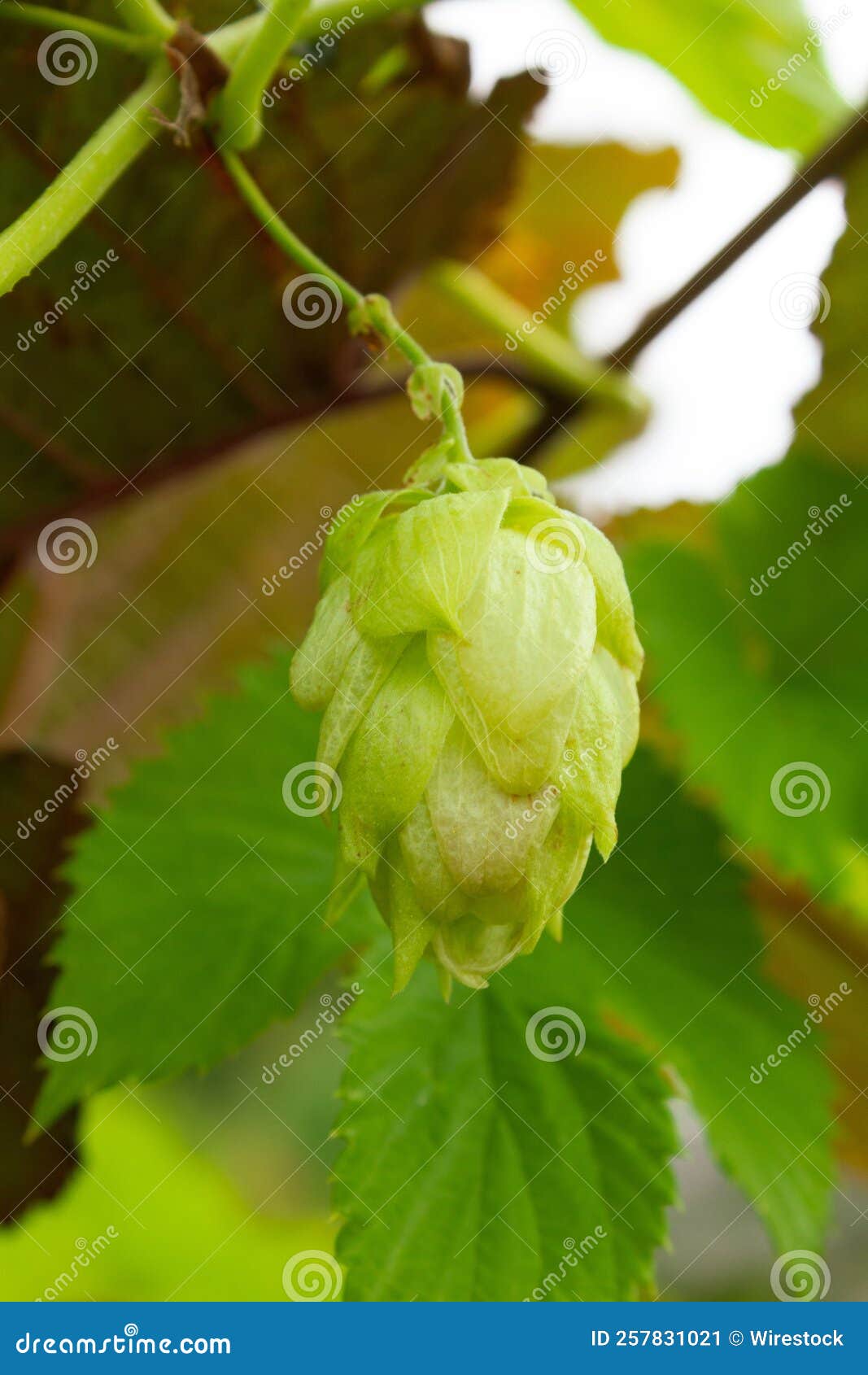 Vertical Shot of a Cascade Hop Growing on the Tree Stock Image - Image ...
