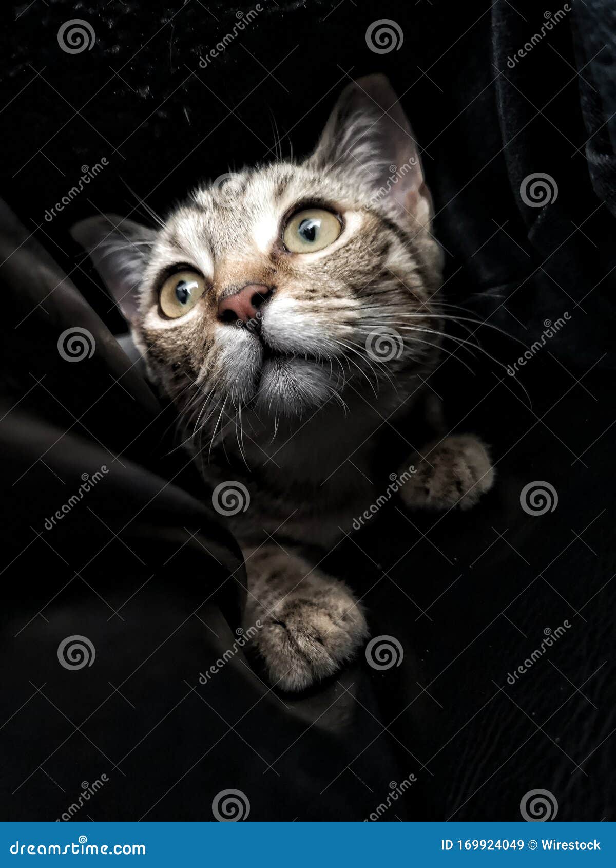 Vertical Shot of a Cat Looking Up with Its Eyes Wide Open Stock Image ...