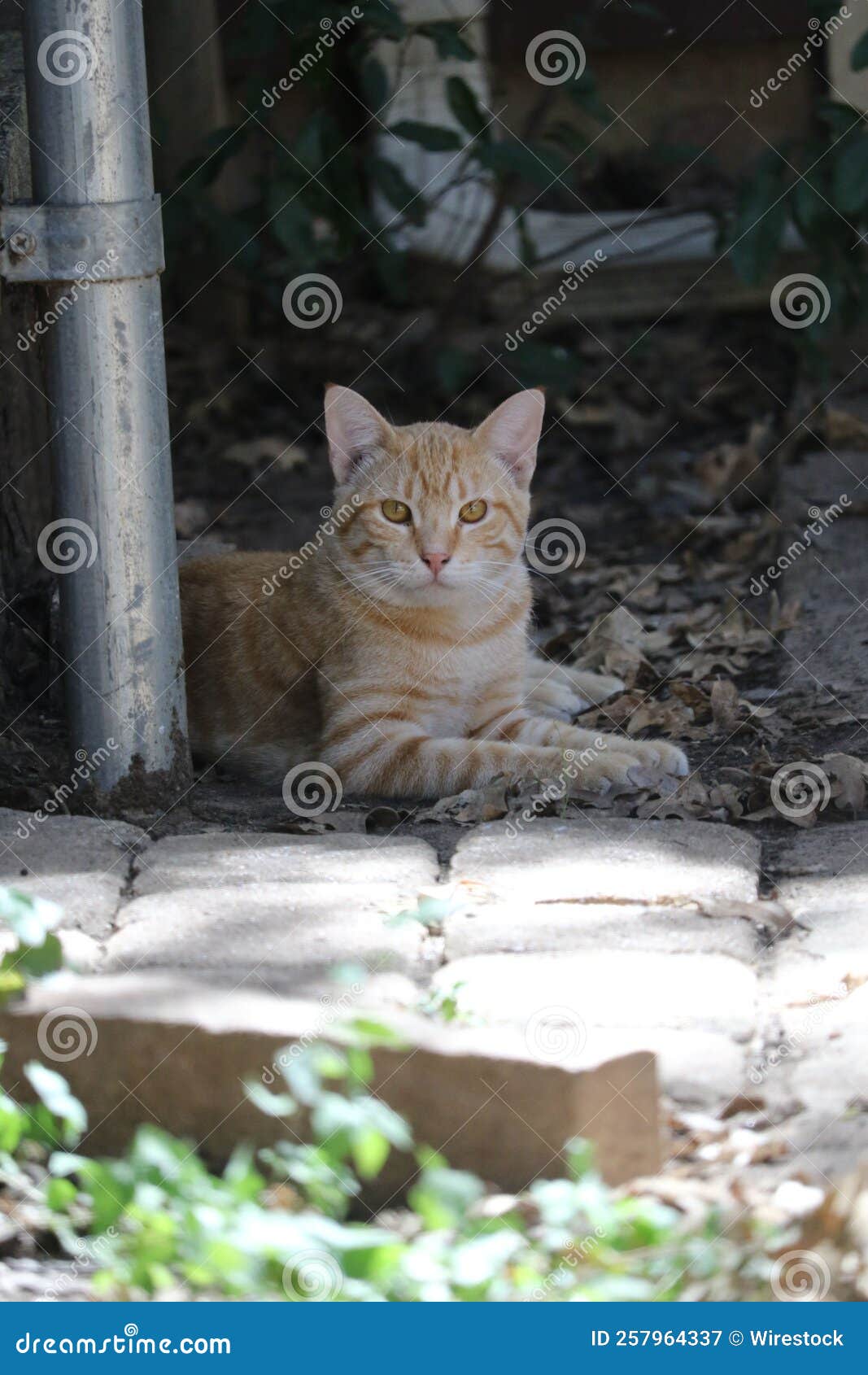 Vertical Shot of Cat Lying on Ground Stock Image - Image of furry ...