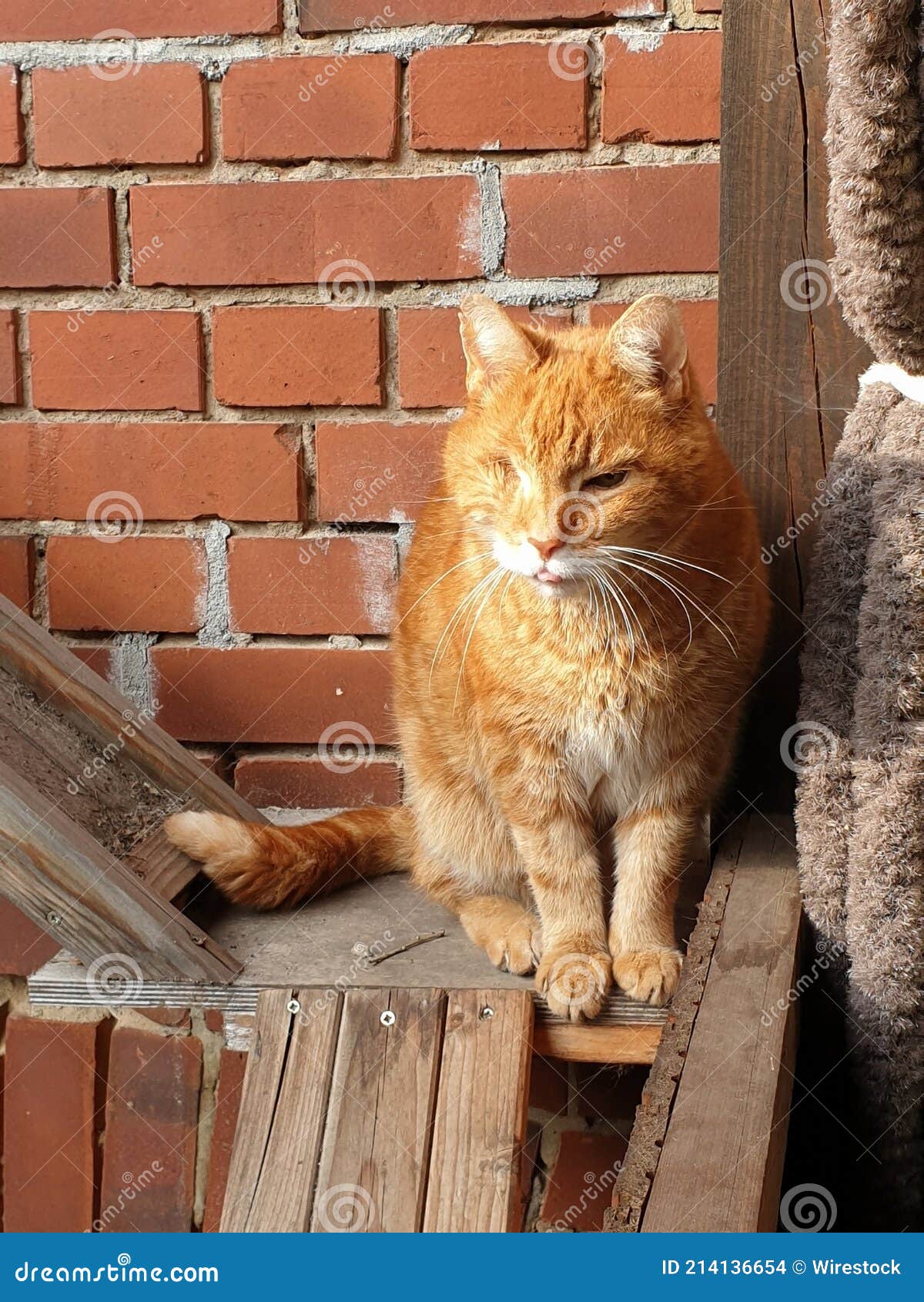 Vertical Shot of a Cat with One Eye Stock Photo - Image of nature ...