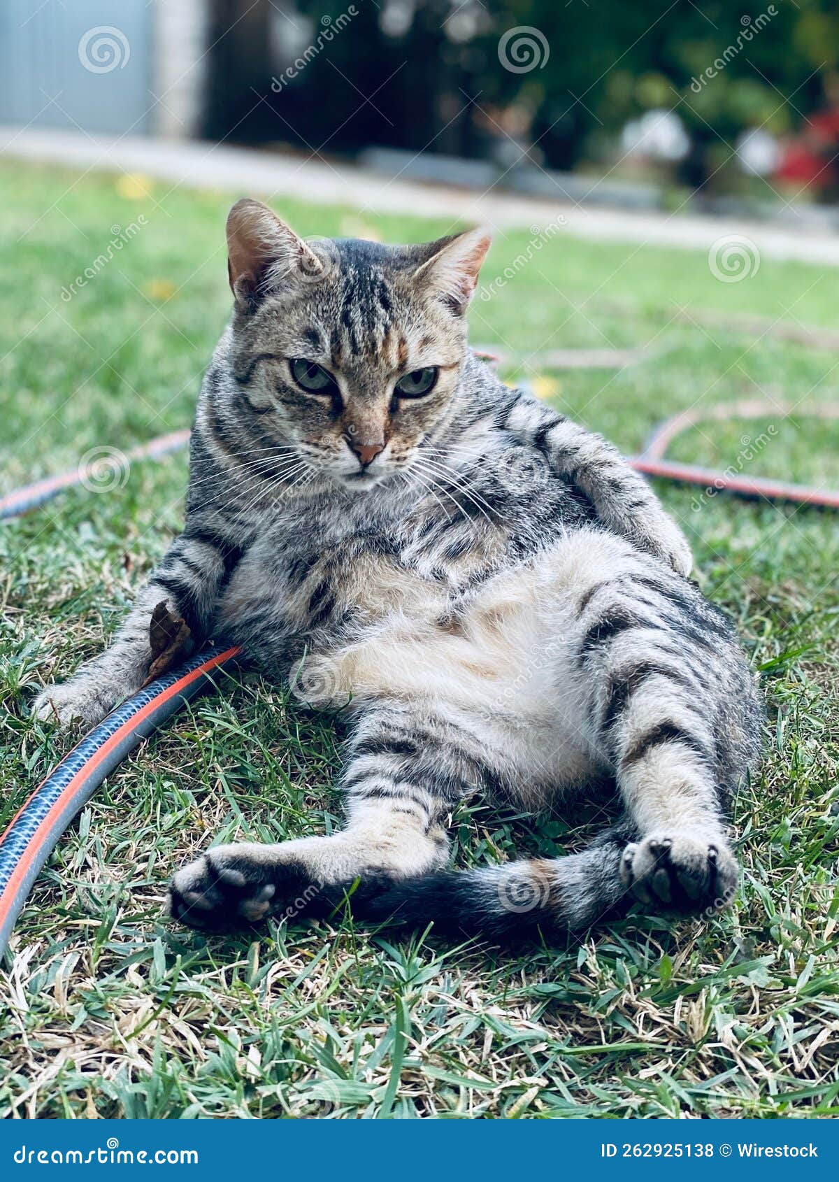 Cat Slouching Stock Photos - Free & Royalty-Free Stock Photos from ...