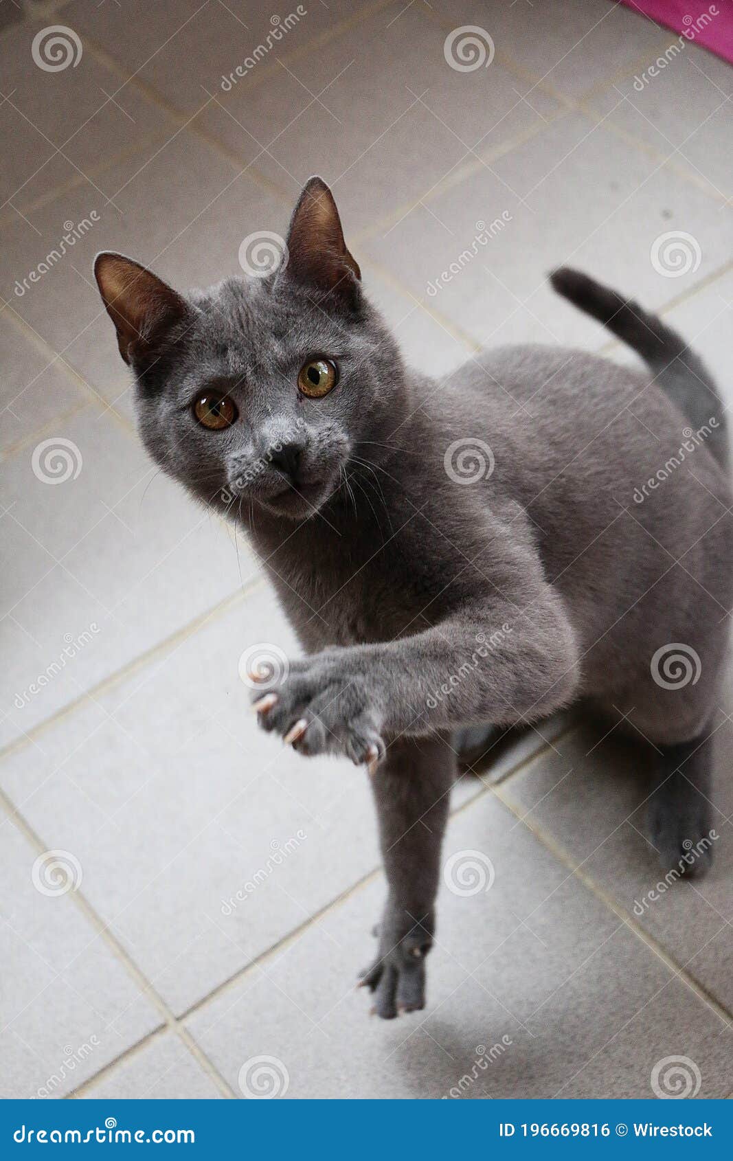 Vertical shot of a cat stock photo. Image of animals - 196669816