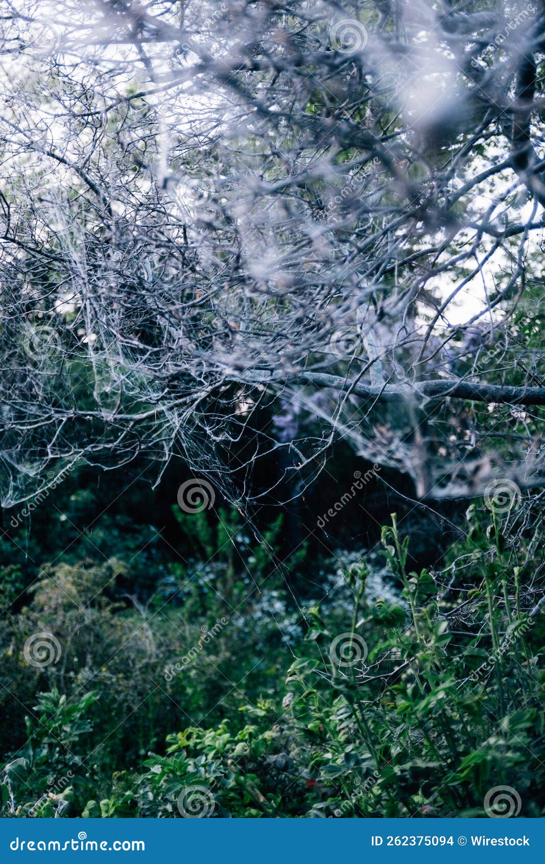 Vertical Shot of Caterpillar Webs in the Tree Stock Photo - Image of ...