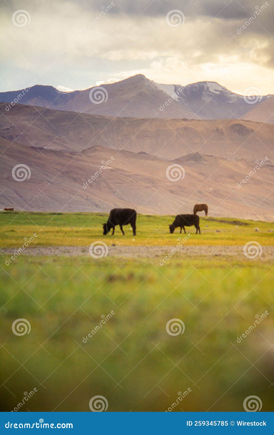 Vertical Shot of Cattle Grazing in Jammu & Kashmir Mountains Stock ...