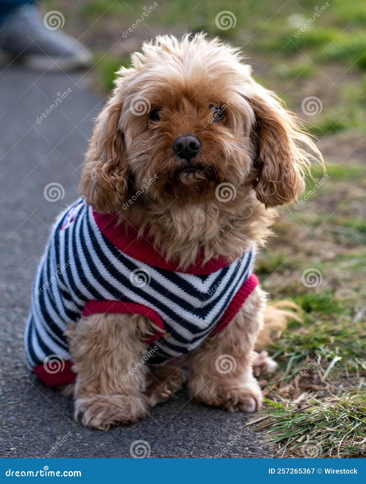 Vertical Shot of a Cavapoo Sitting in a Park during the Day Stock Image ...