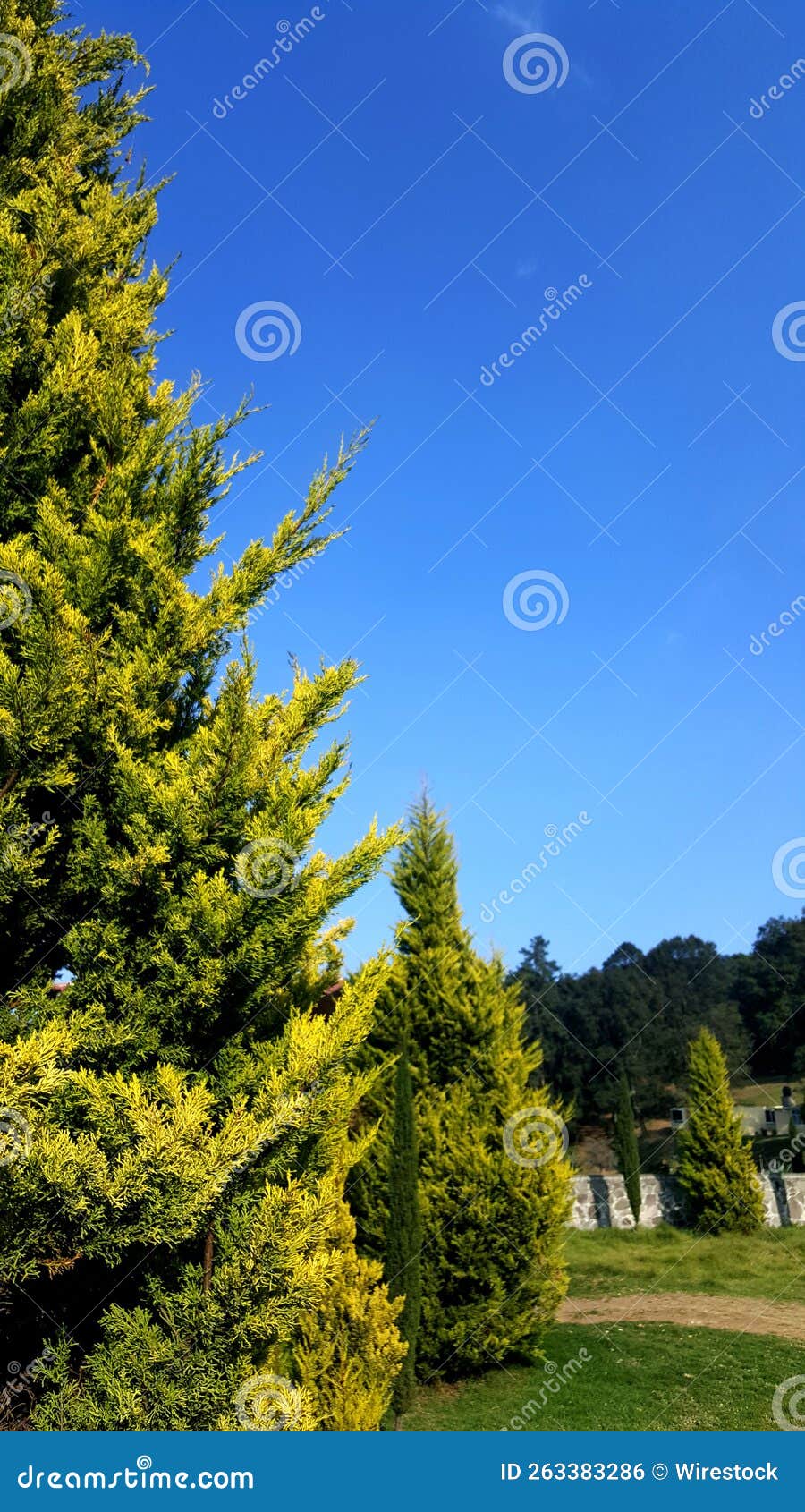 Vertical Shot of a Cedar Lemon Tree Evergreen in Verdant Big Forest ...