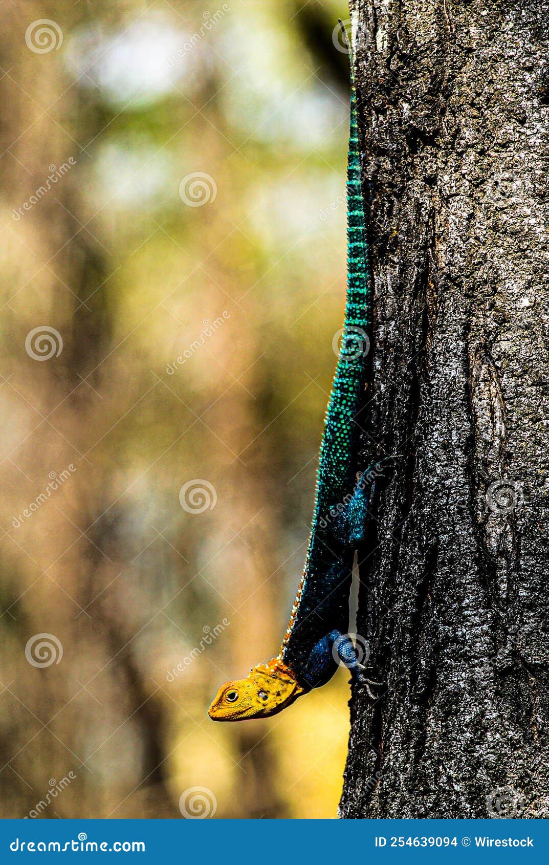 Vertical Shot of a Chameleon Crawling Down a Tree Stock Photo - Image ...