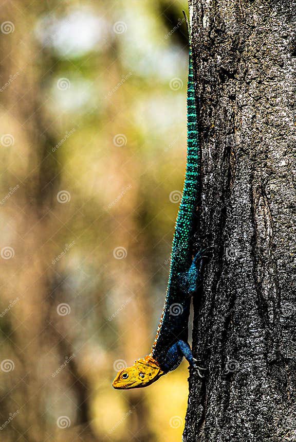 Vertical Shot of a Chameleon Crawling Down a Tree Stock Photo - Image ...