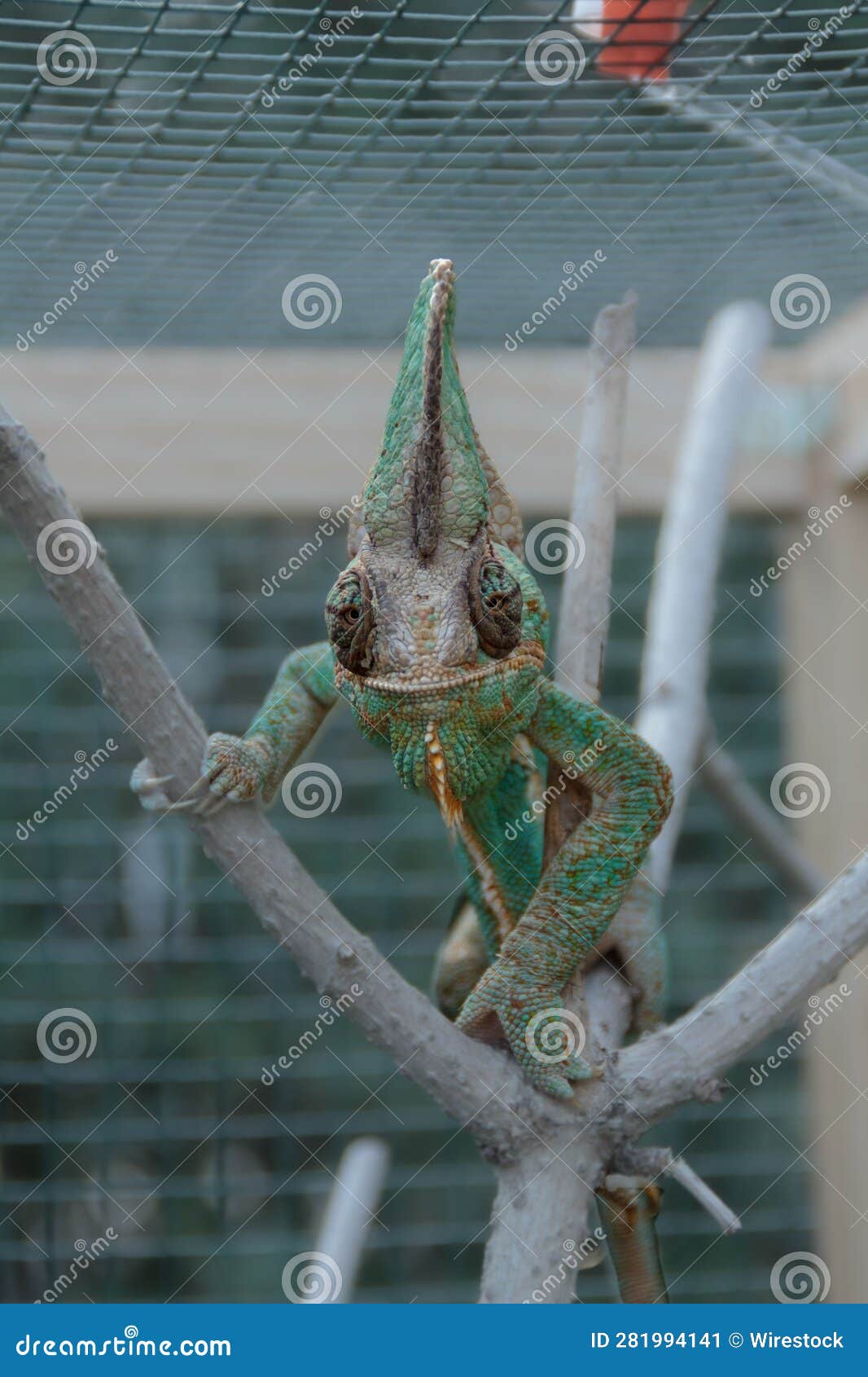 Vertical Shot of a Chameleon Lizard on a Branch Looking Directly at the ...
