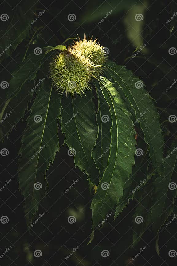 Vertical Shot of Chestnuts Growing on a Tree Stock Image - Image of ...
