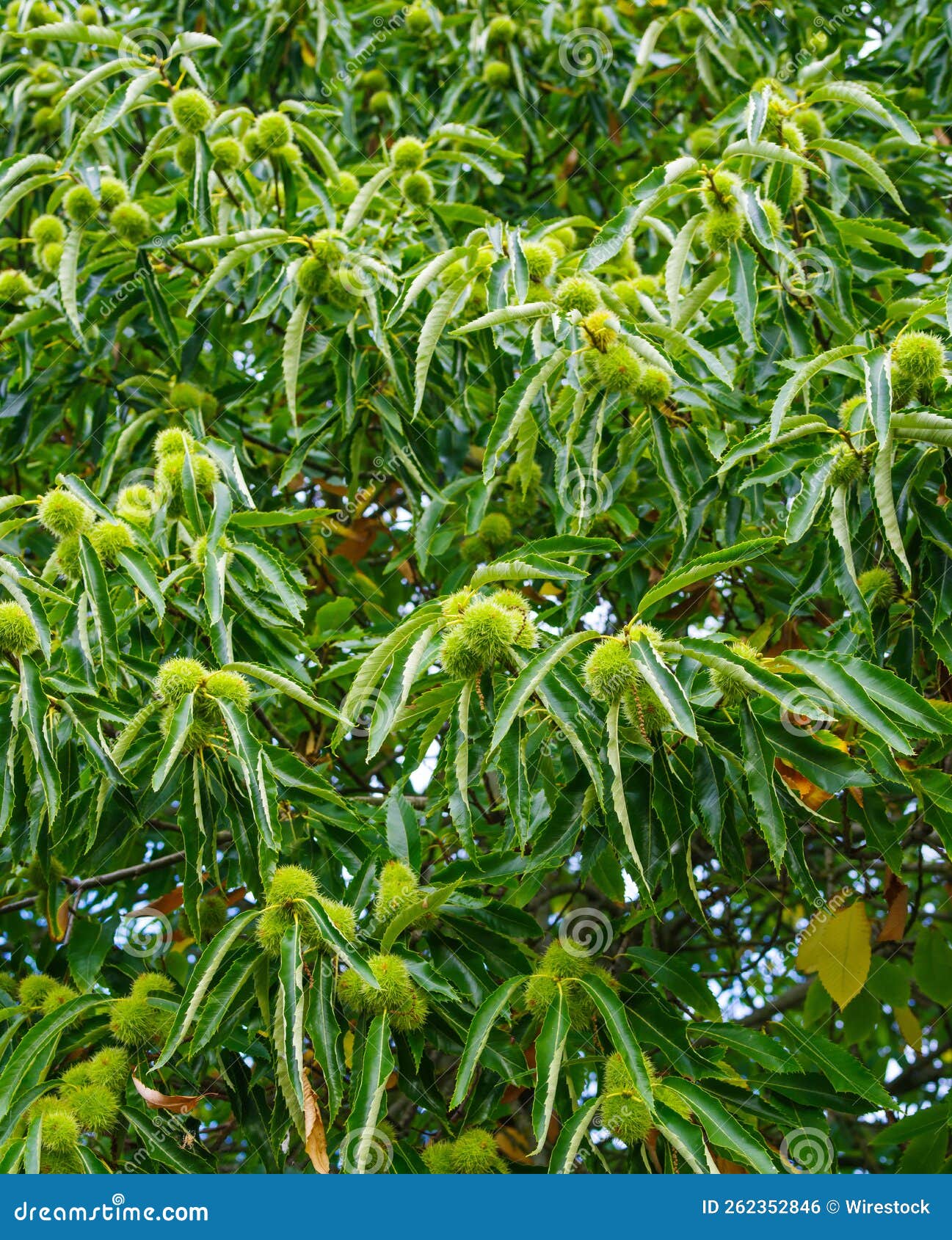 Vertical Shot of Chinese Chestnut, Castanea Mollissima Stock Photo ...