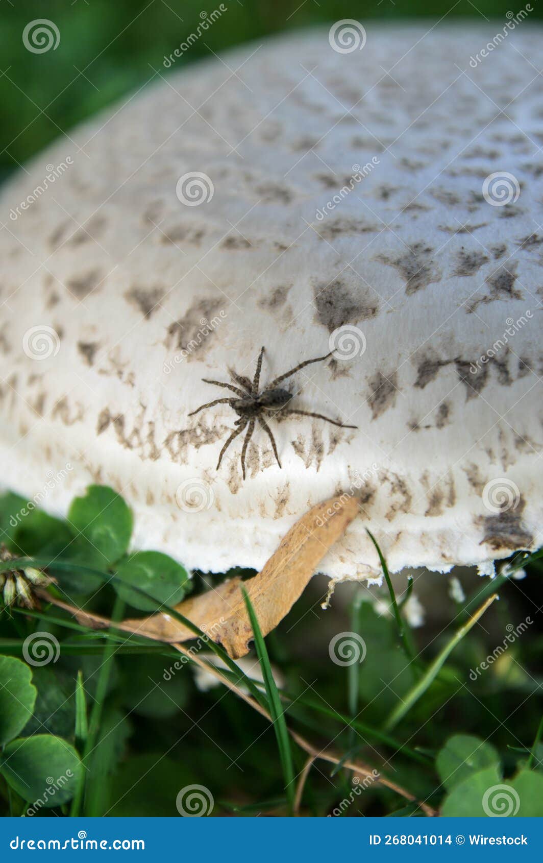 Vertical Shot of a Chinese Wolf Spider on the White Mushroom Stock ...