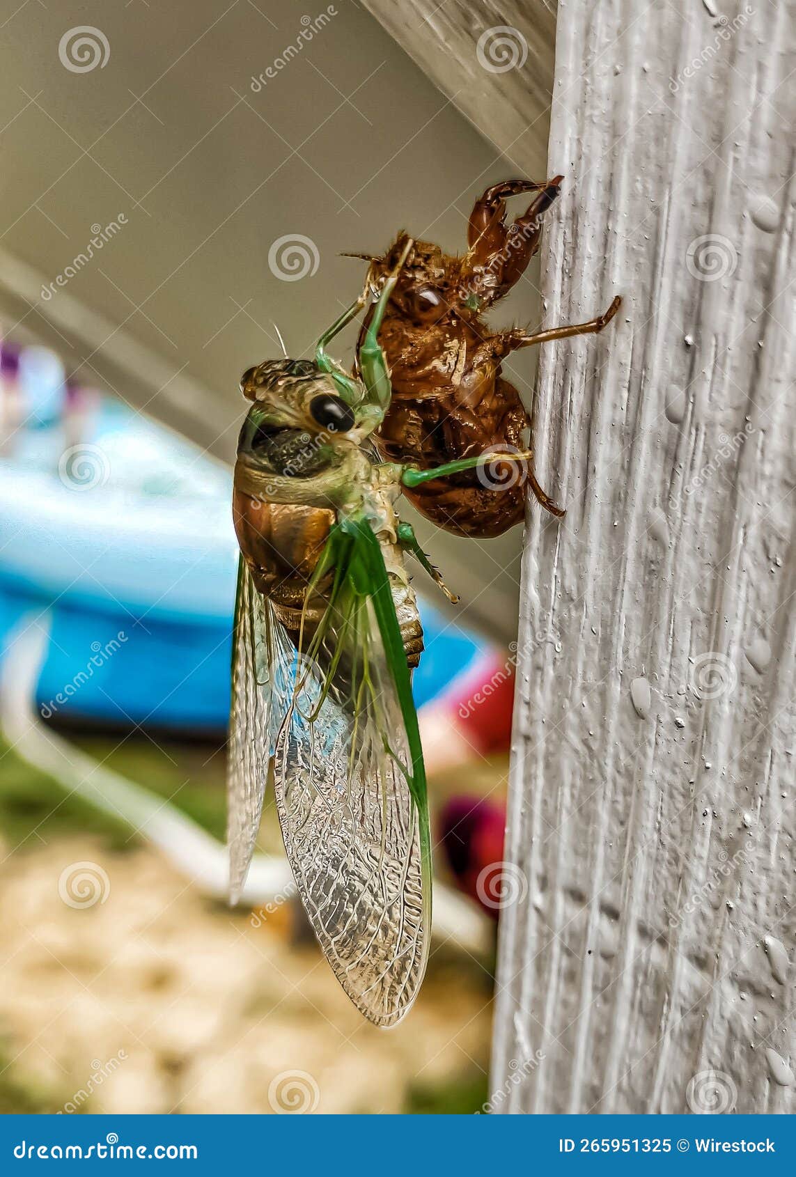 Vertical Shot of a Cicada Molting during the Daytime Stock Image ...