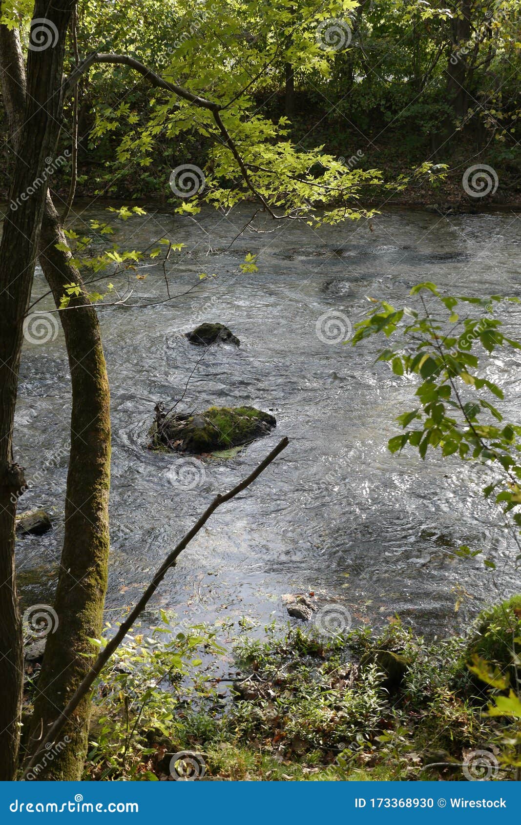 Vertical Shot of a Clear Running Spring-fed Stream in the Missouri ...