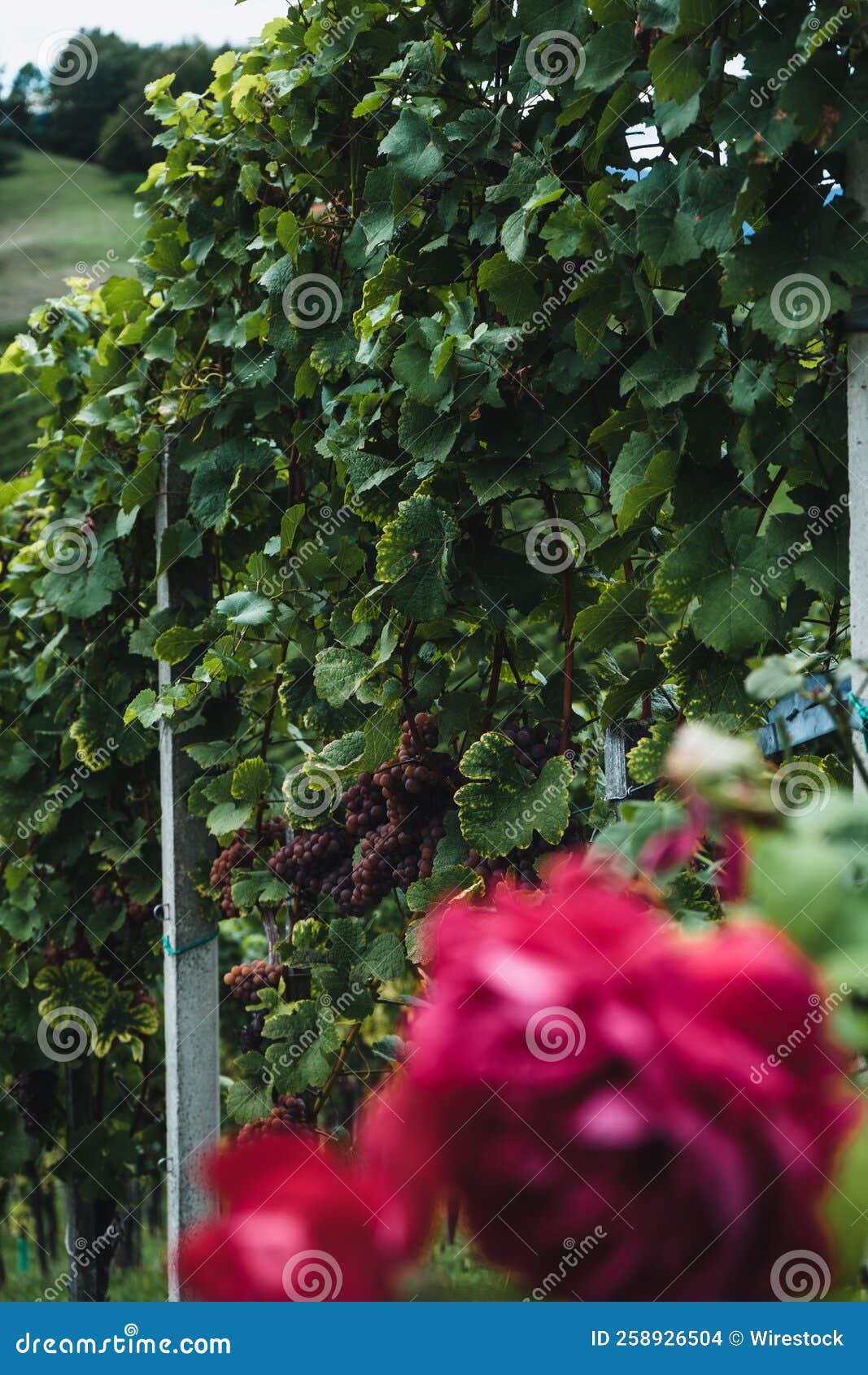 Vertical Shot of Clusters of Ripe Grapes on Their Vines Stock Photo ...