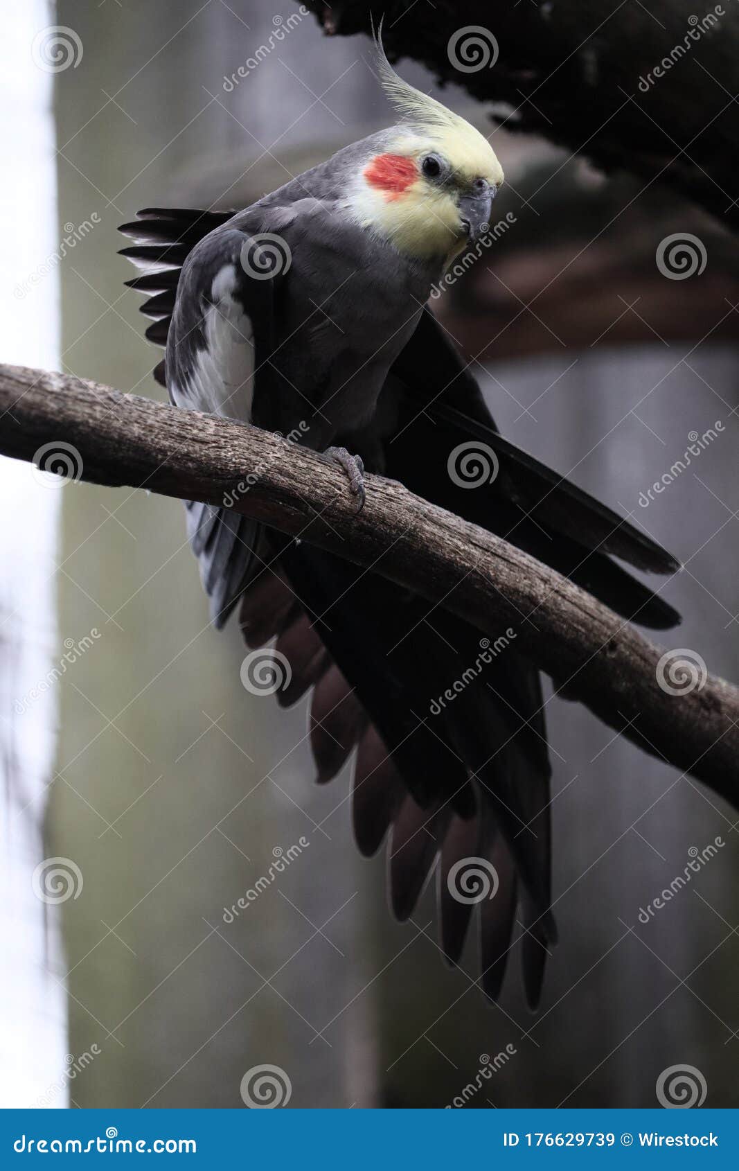 Vertical Shot of a Cockatiel on a Branch with Its Wing Open Stock Image ...