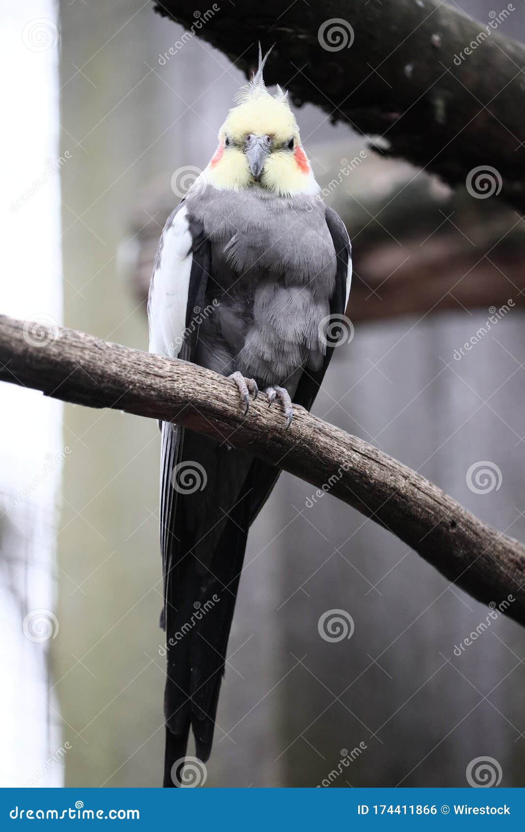 Vertical Shot of a Cockatiel on a Branch while Looking at the Camera ...