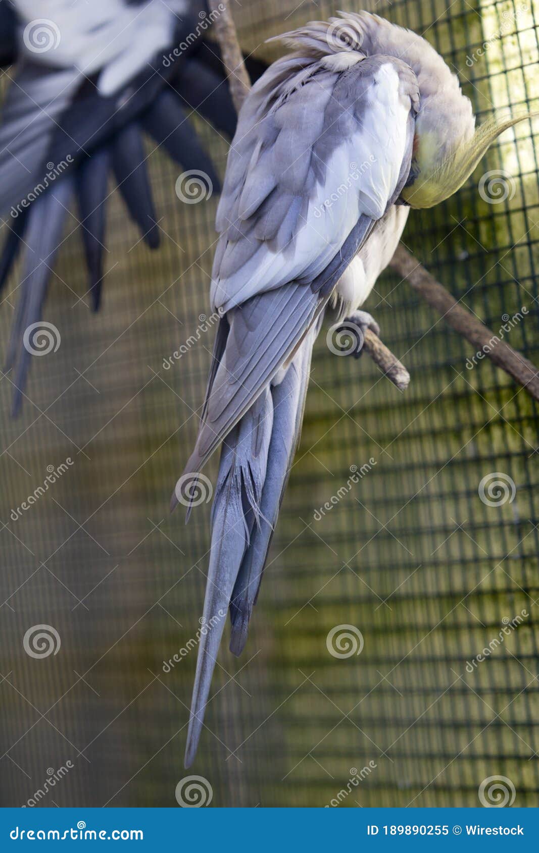Vertical Shot of a Cockatiel on the Branch of a Tree Next To the Cage ...
