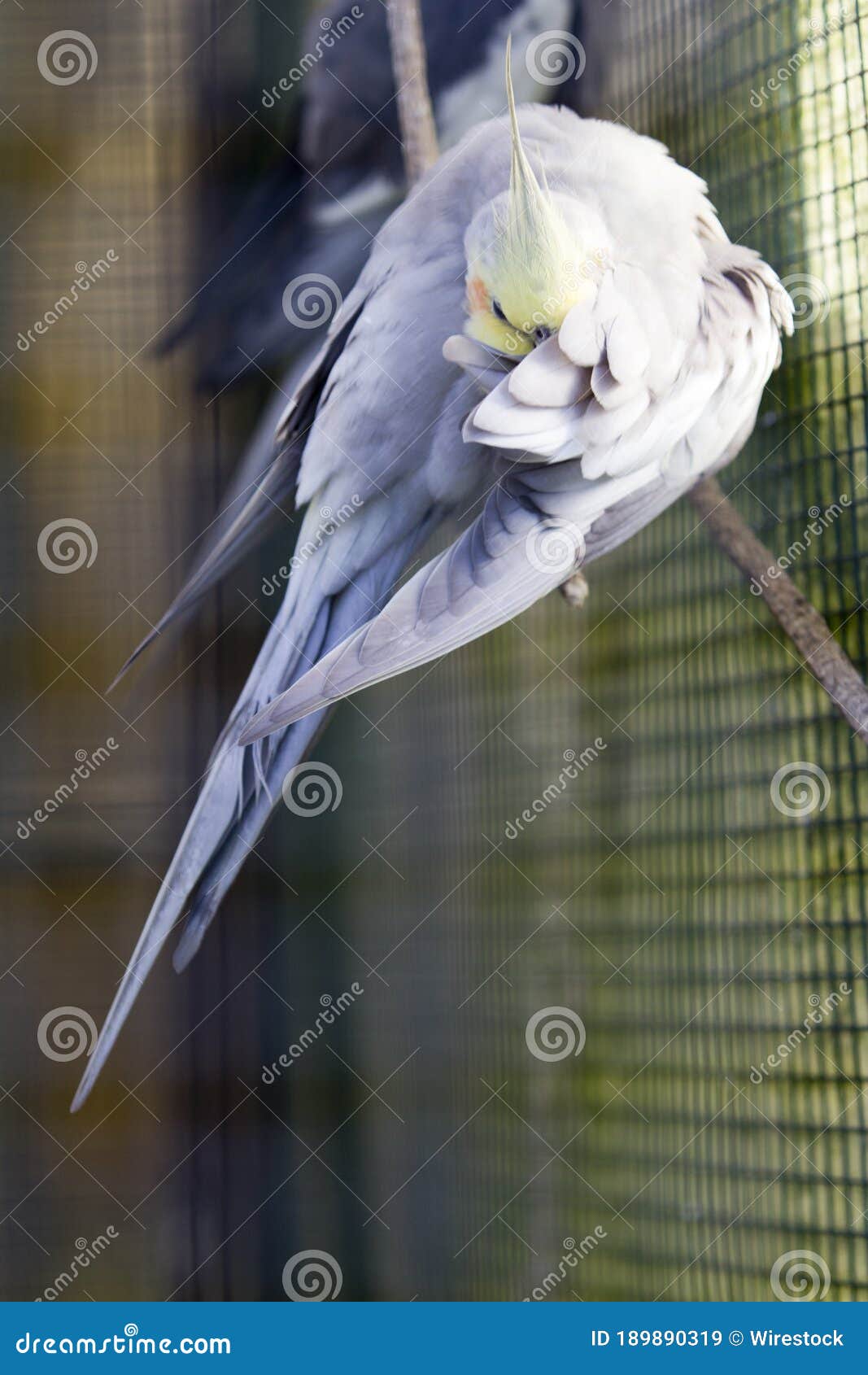 Vertical Shot of a Cockatiel on the Branch of a Tree Next To the Cage ...