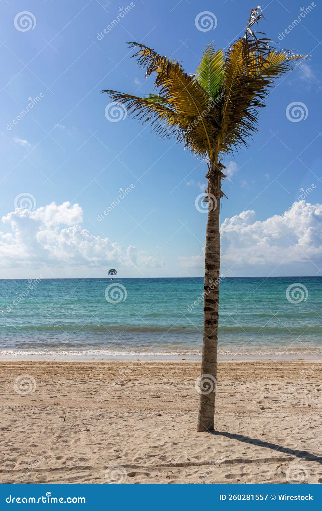 Vertical Shot of a Coconut Tree at the Beach Stock Image - Image of ...