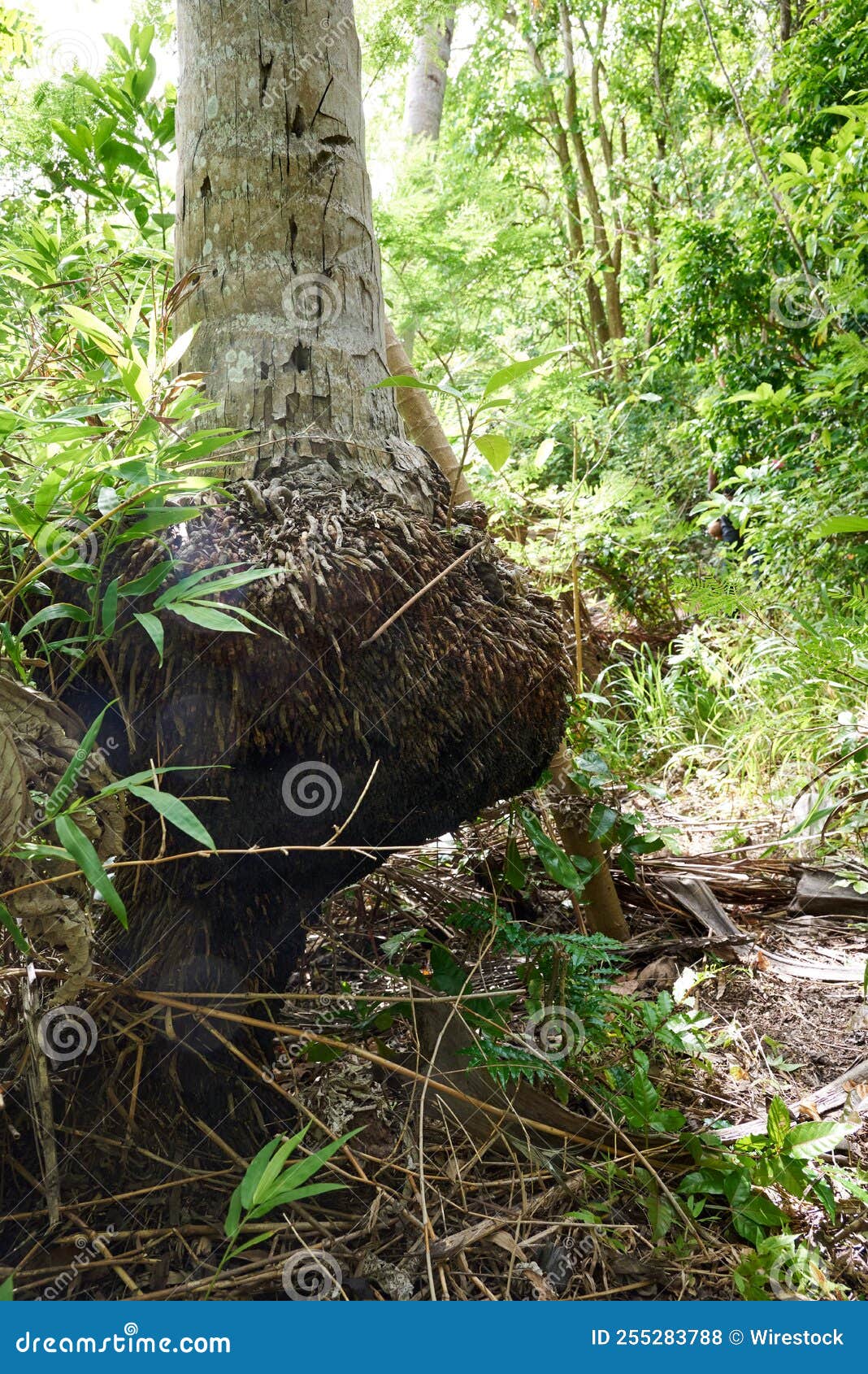 Vertical Shot of Coconut Tree S Roots in a Forest Stock Photo - Image ...